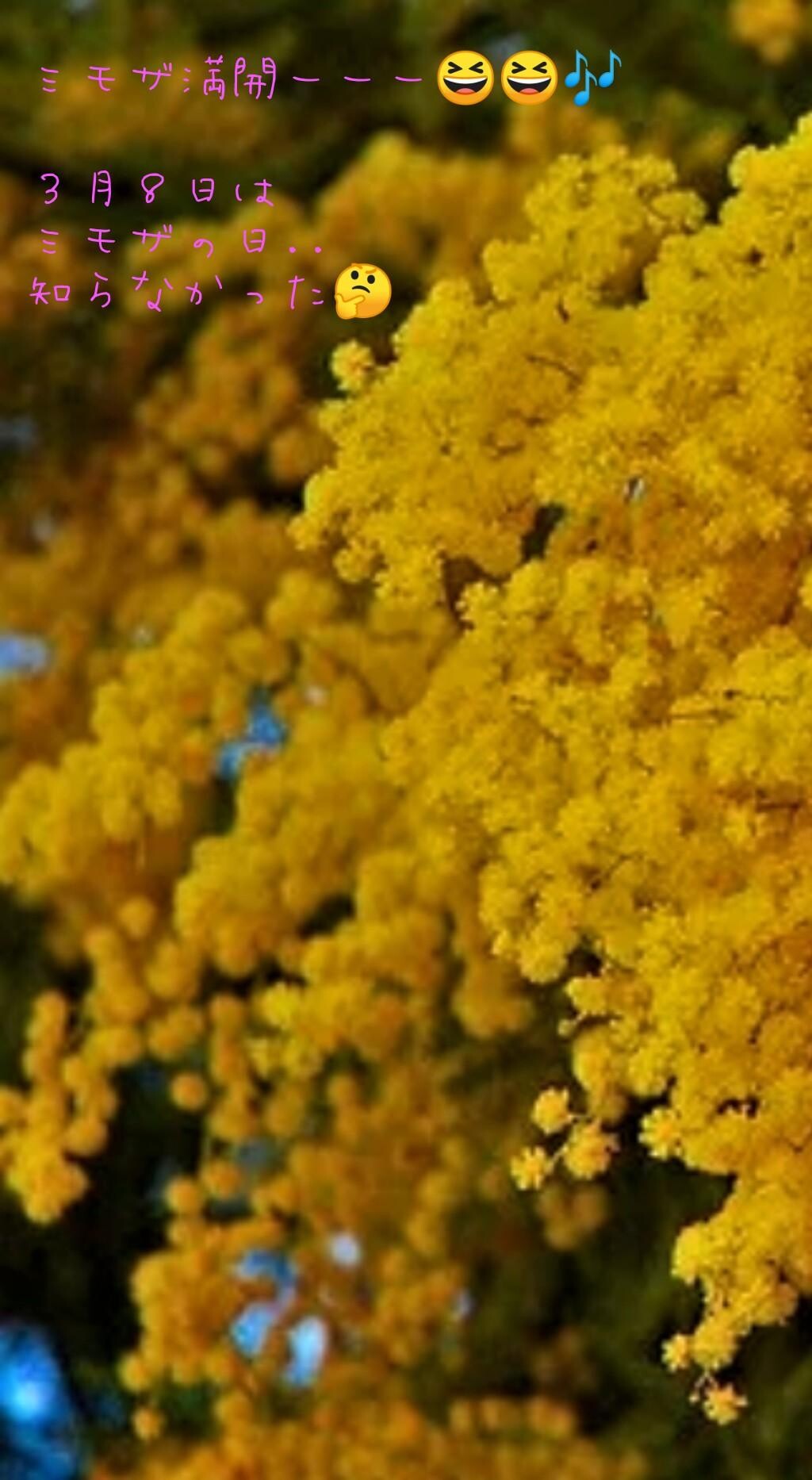 ミモザが満開ですね 毎年、この花が咲... / Ichi-genさんのモーメント | YAMAP / ヤマップ