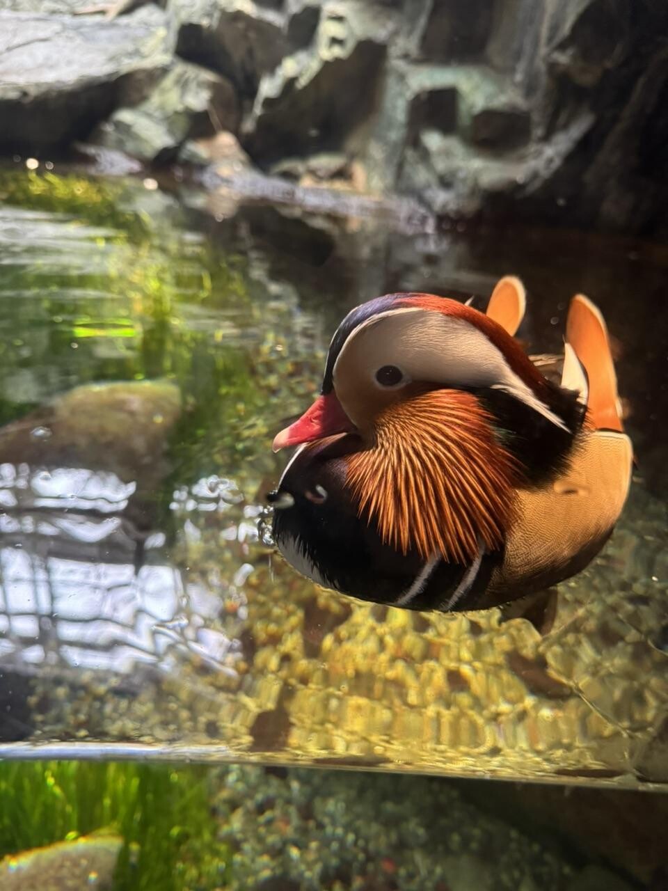 Naruのページ | YAMAP / ヤマップ