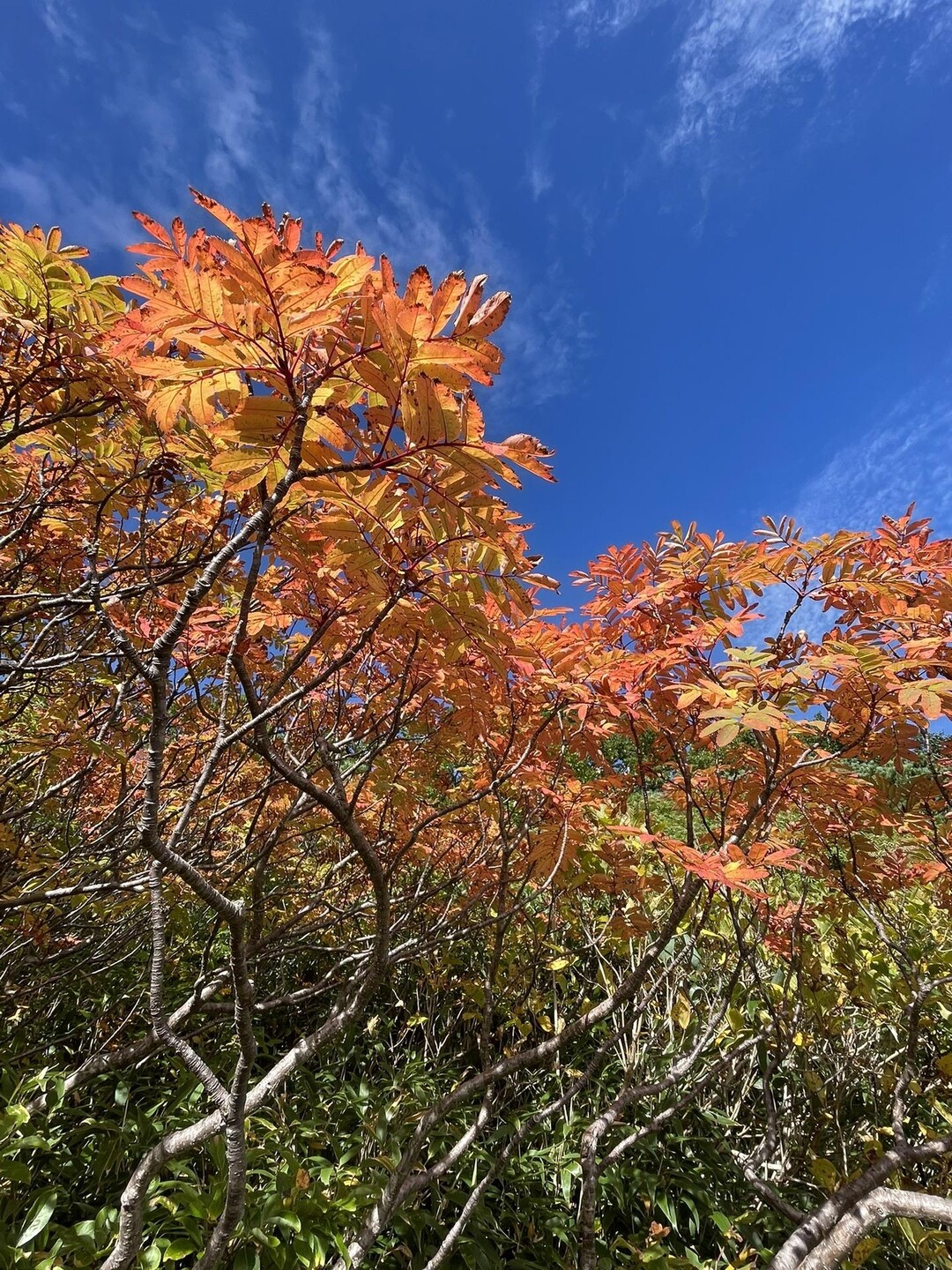 パークボランティアin赤岳 / Boo！さんの大雪山系・旭岳・トムラウシの活動データ | YAMAP / ヤマップ