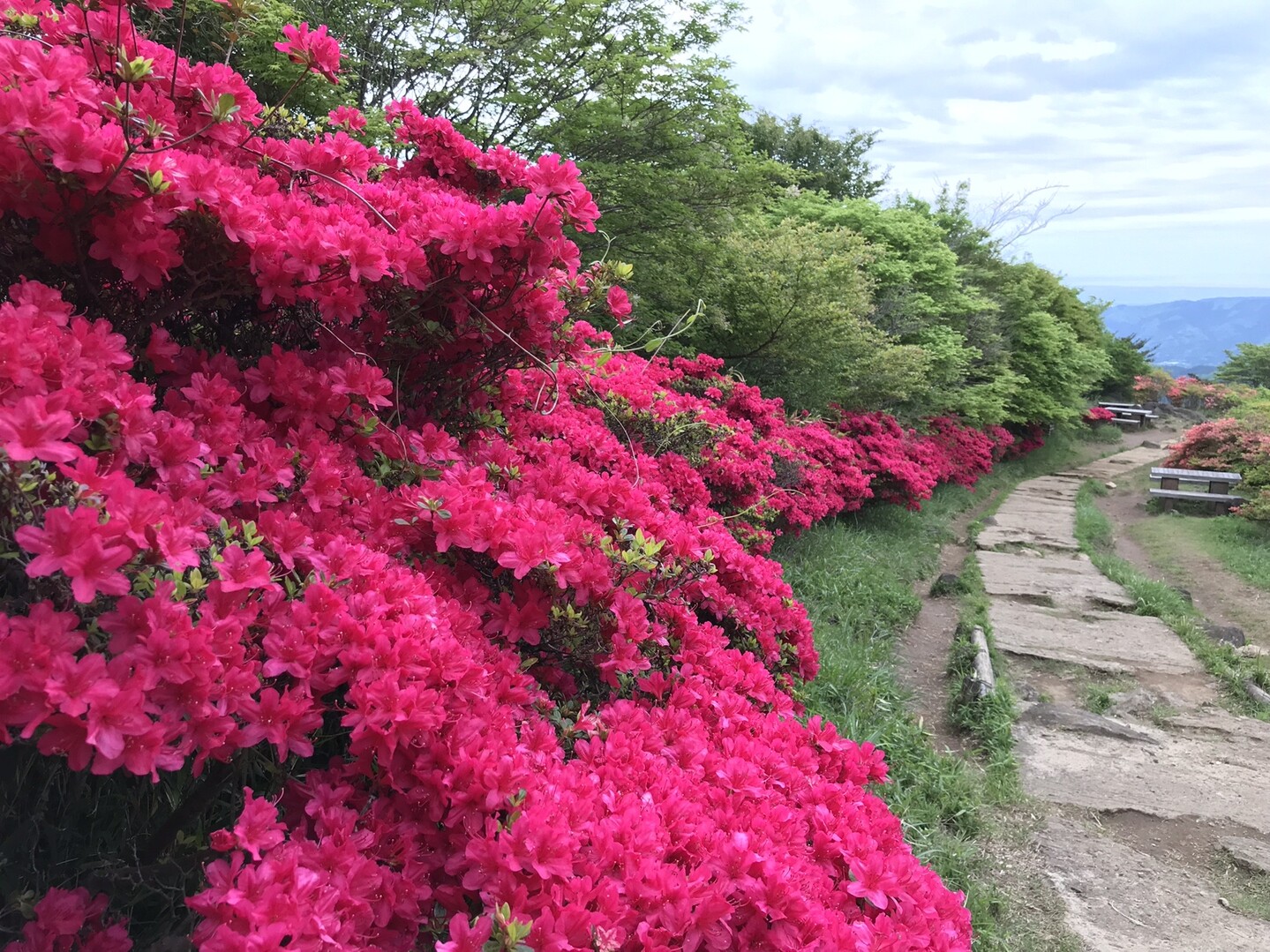 筑波山おたつ石コース、真っ赤なお花綺麗で... / yujiさんのモーメント | YAMAP / ヤマップ