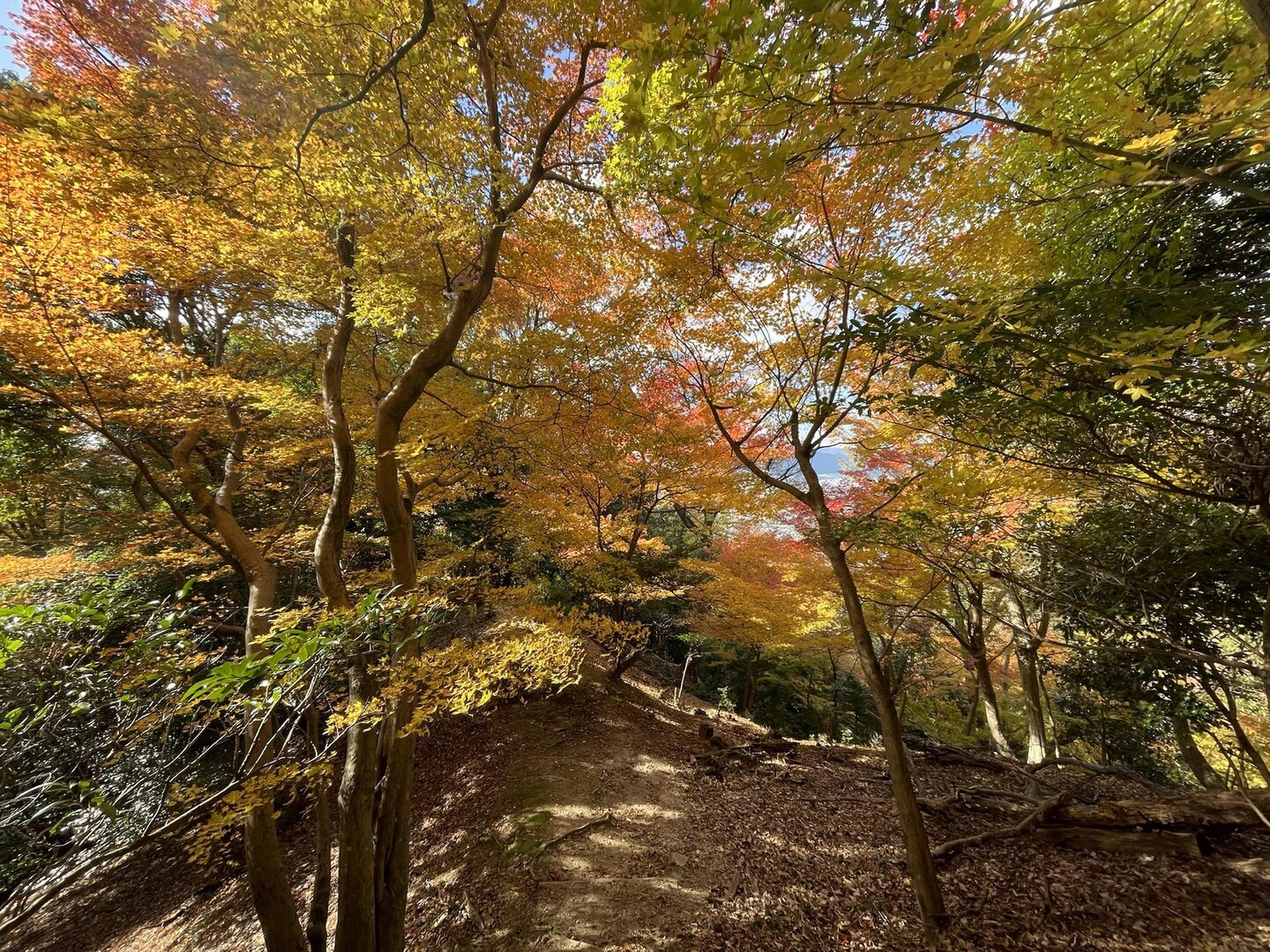 紅葉🍁の裏大文字散策 / E.SZさんの大文字山・如意ヶ嶽・稲荷山の活動データ | YAMAP / ヤマップ