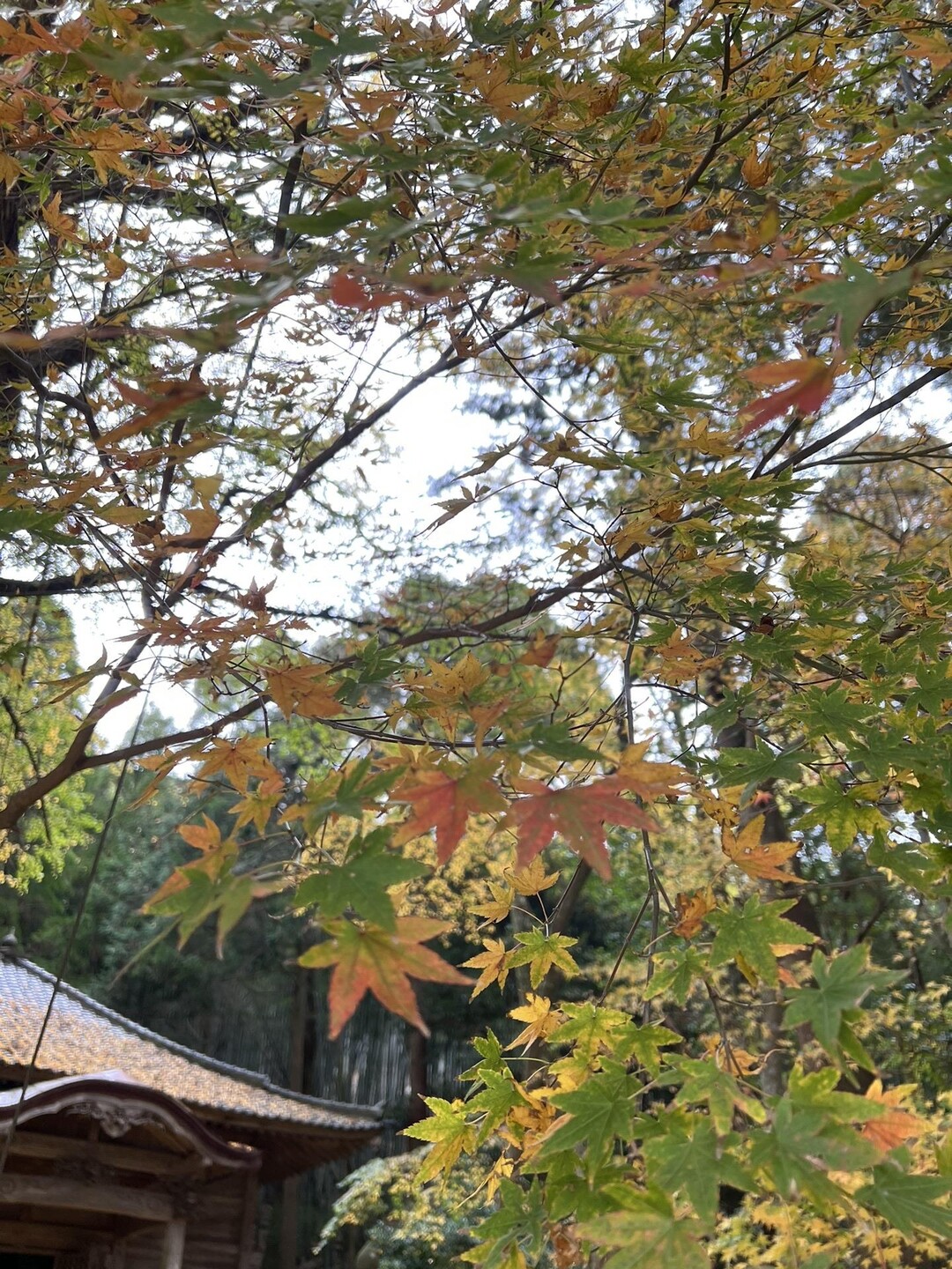 甲佐岳 / kyoopoさんの甲佐岳の活動データ | YAMAP / ヤマップ