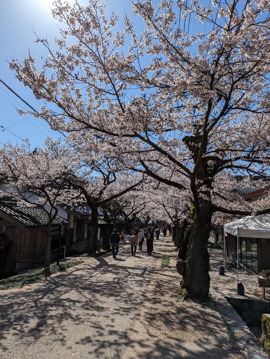 新庄村・がいせん桜 / yo-koさんの毛無山の活動データ | YAMAP / ヤマップ