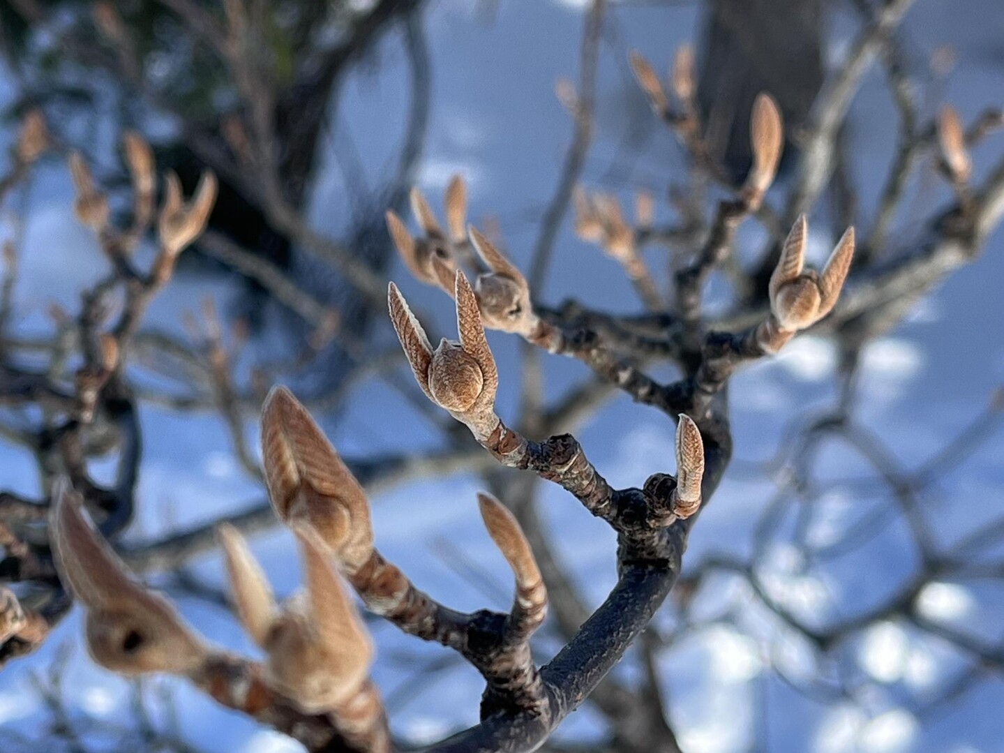 後烏帽子岳 / shanneiさんの蔵王山・雁戸山・不忘山の活動データ | YAMAP / ヤマップ