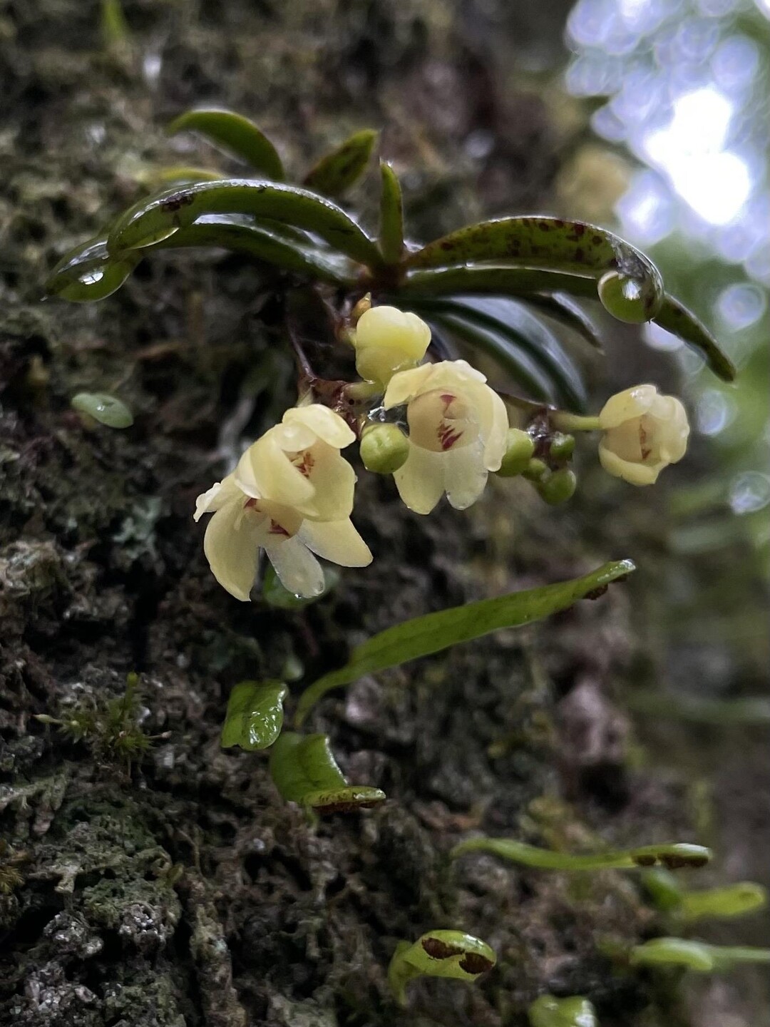大分で花散策🌼 GW4日目 雨予報で... / まやおさんのモーメント | YAMAP / ヤマップ