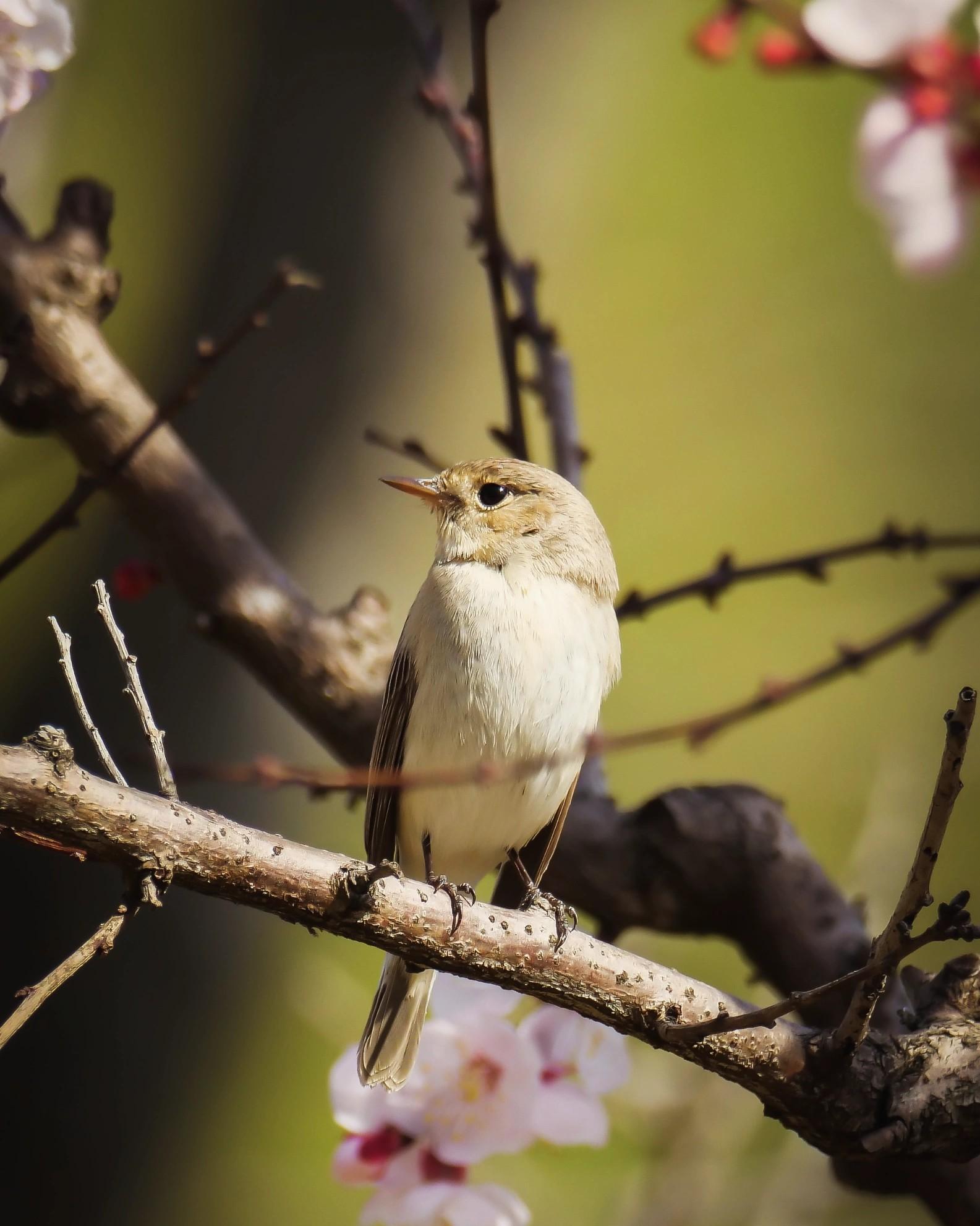 緑地のニシオジロビタキ、メジロです / m.t-another-kuさんのモーメント | YAMAP / ヤマップ