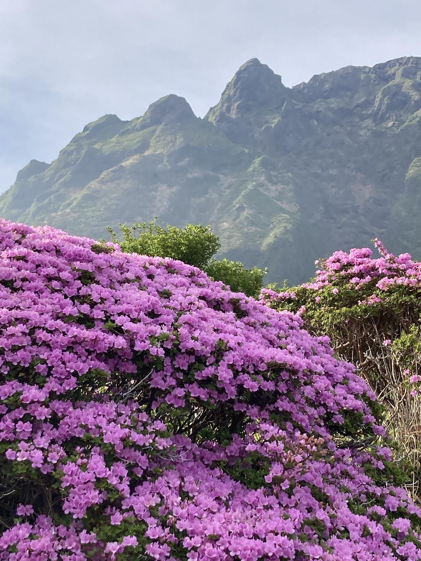 阿蘇 ミヤマキリシマの仙酔峡 楢尾岳 / west 7さんの阿蘇山・高岳・根子岳の活動データ | YAMAP / ヤマップ