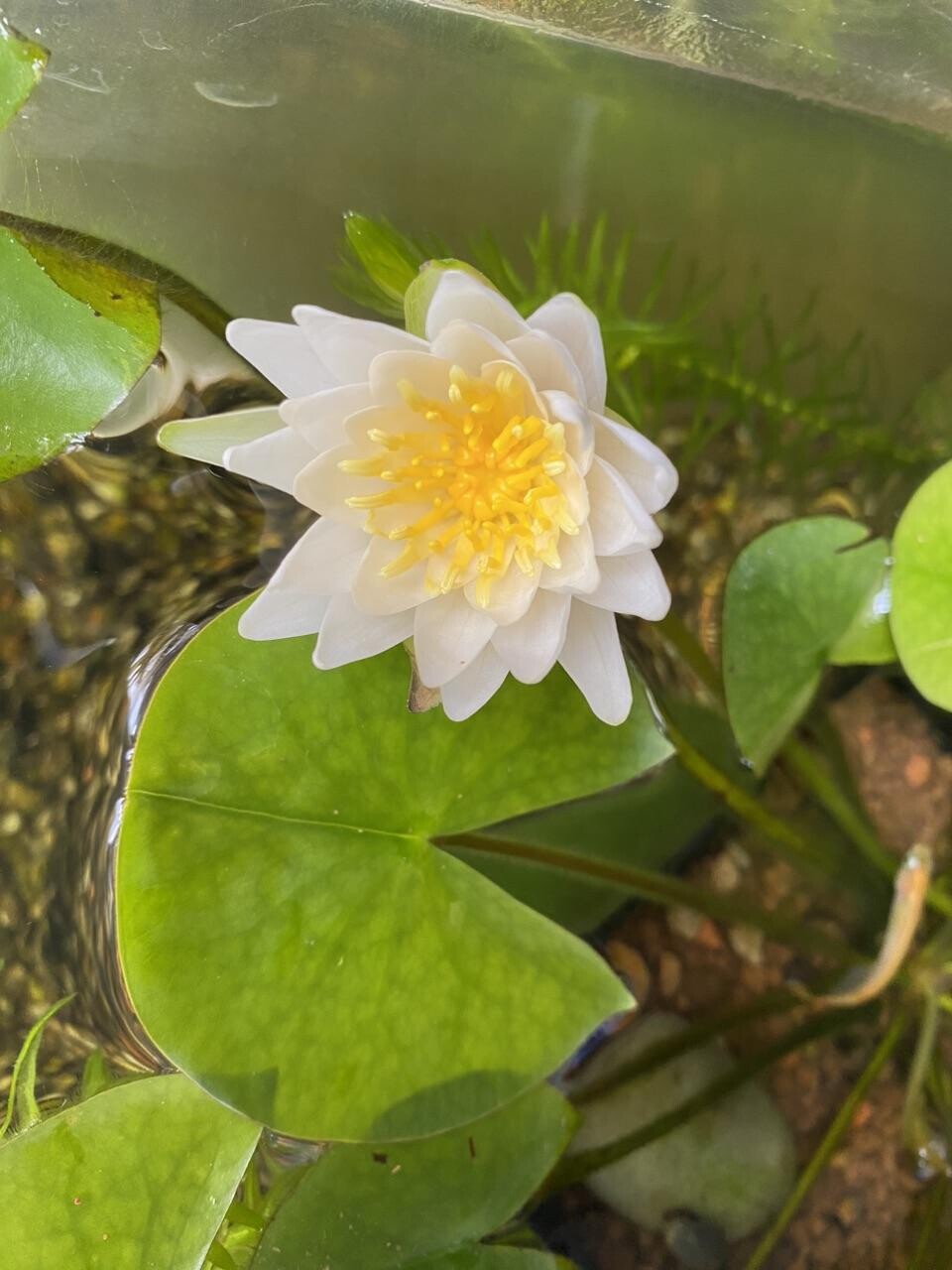 Baziruのページ | YAMAP / ヤマップ