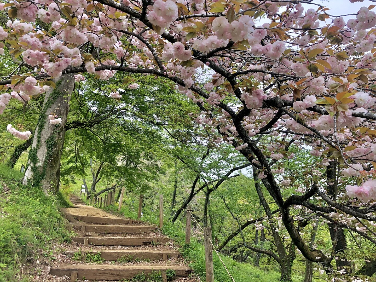 多摩森林科学園 / kalo_zzzさんのウォーキングの活動データ | YAMAP / ヤマップ