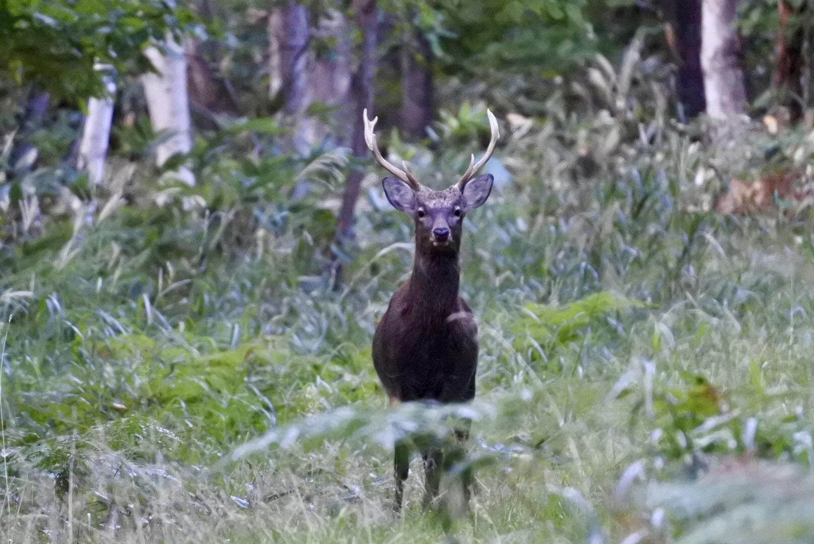 焼山 / dadswebさんの白旗山の活動データ | YAMAP / ヤマップ