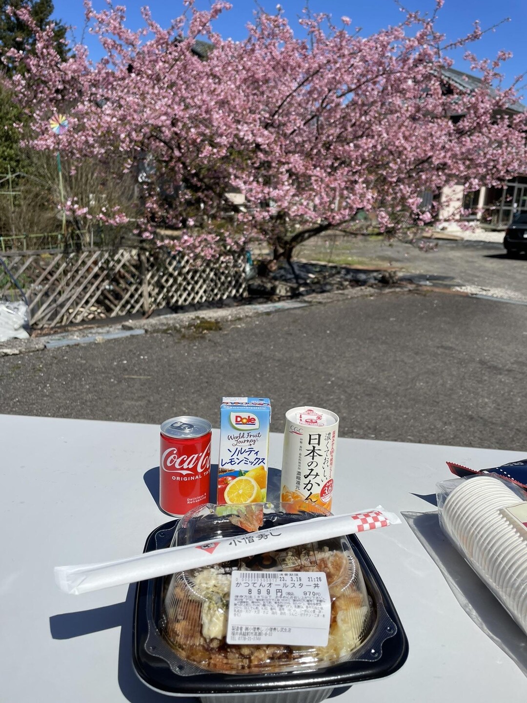 河津桜と佐藤錦の花見弁当 / ゆうじろうさんのモーメント | YAMAP / ヤマップ