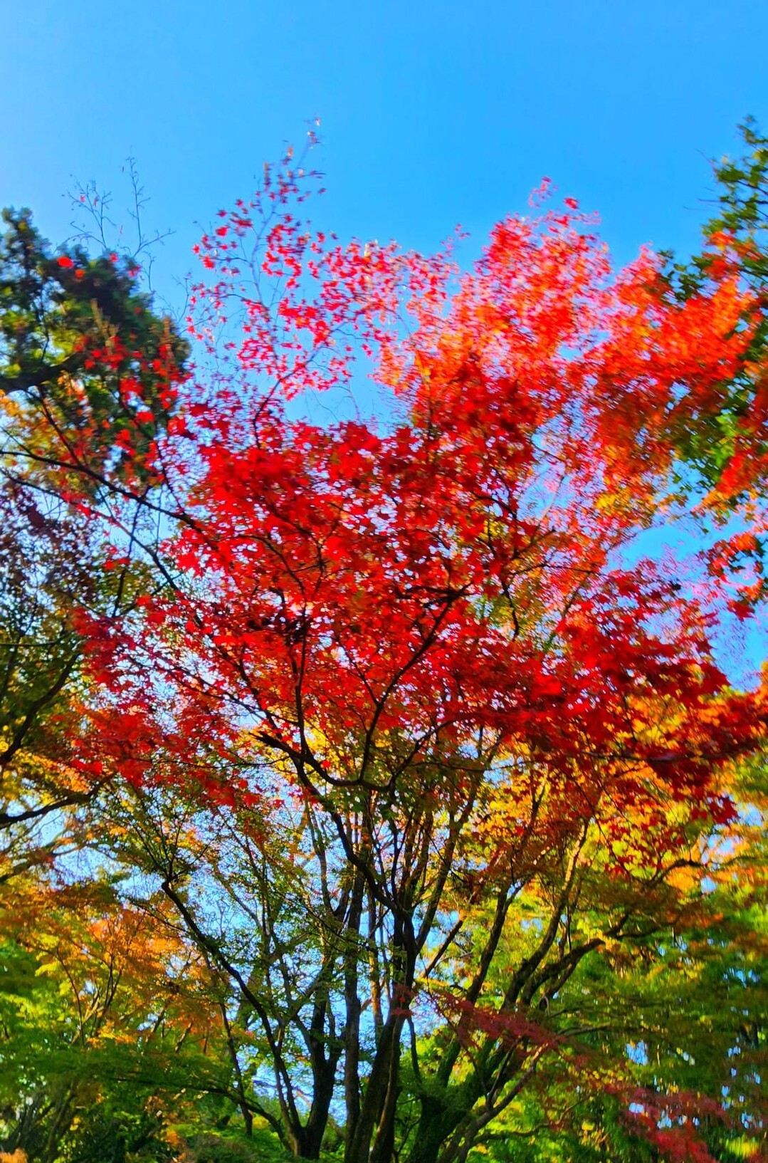 書写山🍁⛰️ / Jun( ⁎ᵕᴗᵕ⁎ ) ︎さんの書写山・伊勢山・とんがり山の活動データ | YAMAP / ヤマップ