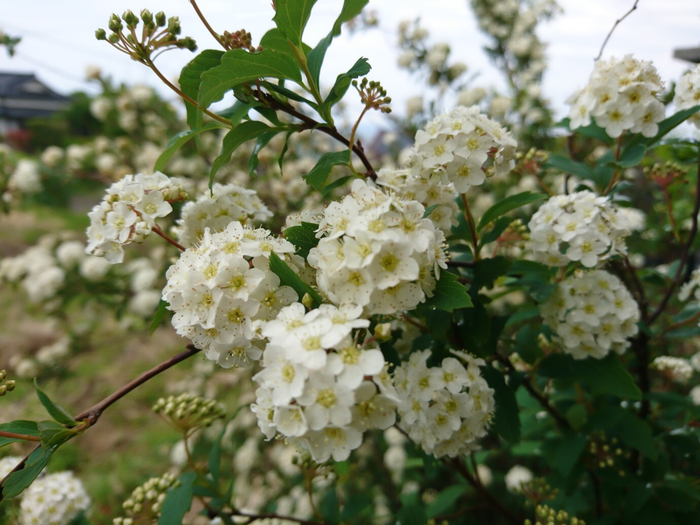 【庭シリーズ⑦】 コデマリ 3本のう... / shoさんのモーメント | YAMAP / ヤマップ