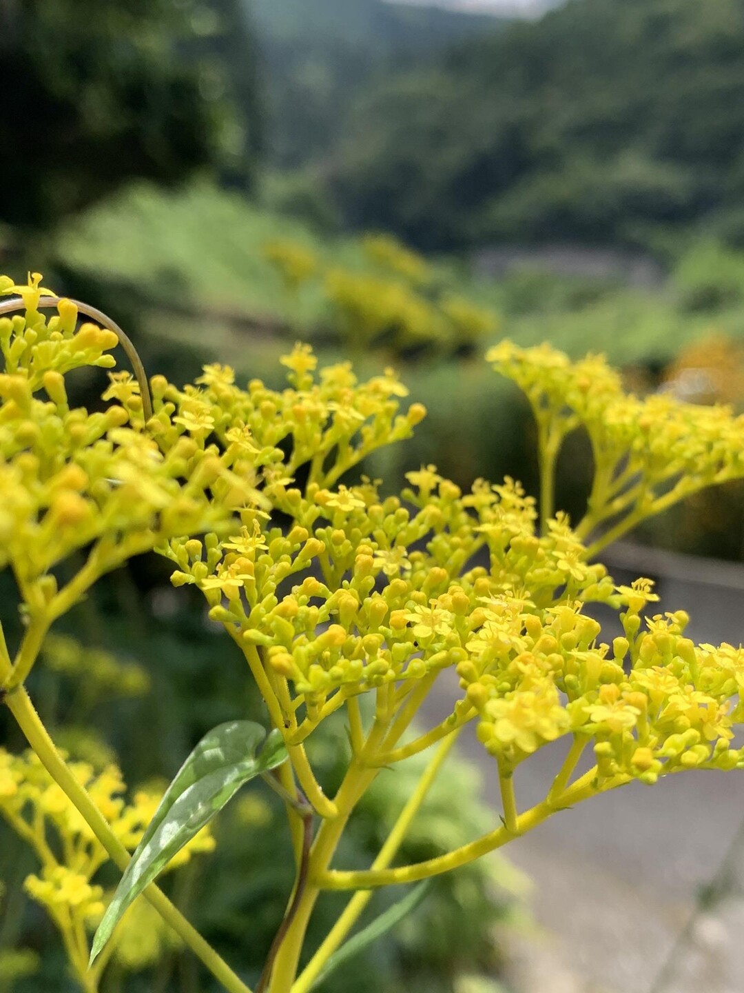 1万歩歩きツアー ご近所さんへ行って可愛... / seekaさんのモーメント | YAMAP / ヤマップ