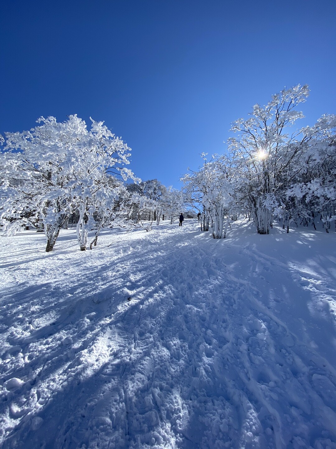 明神平・明神岳 / mk_013さんの桧塚奥峰・明神岳・薊岳の活動データ | YAMAP / ヤマップ