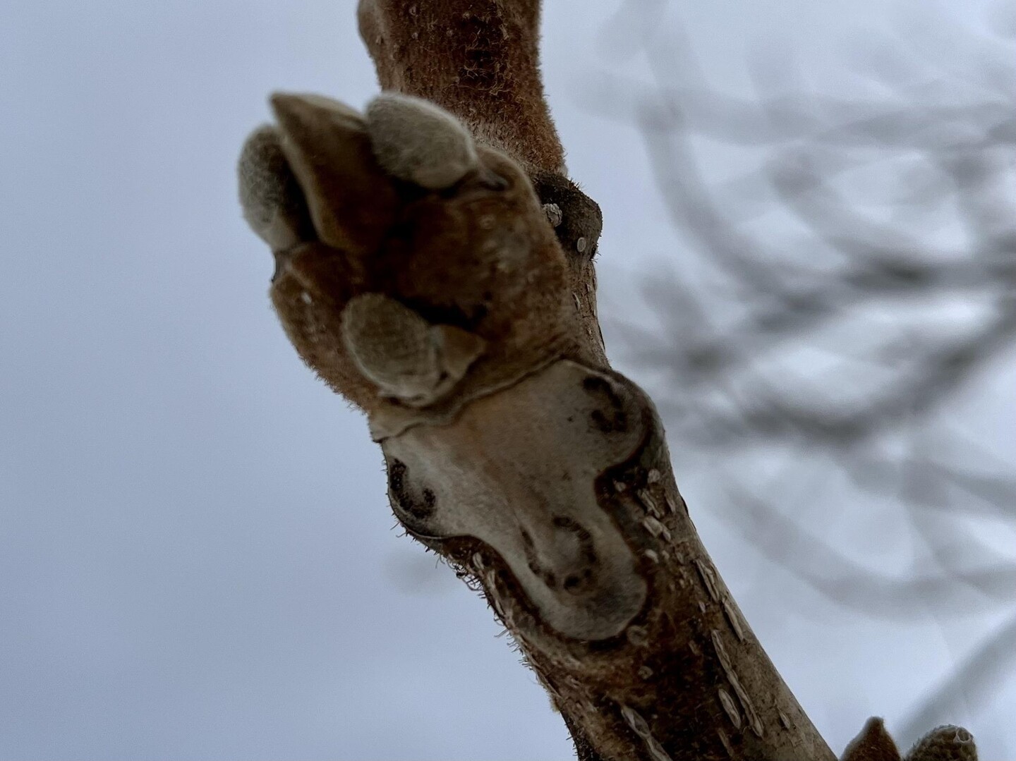 シャナ山・キンポウ山・キビタキ山 / shanneiさんの西川町の活動データ | YAMAP / ヤマップ