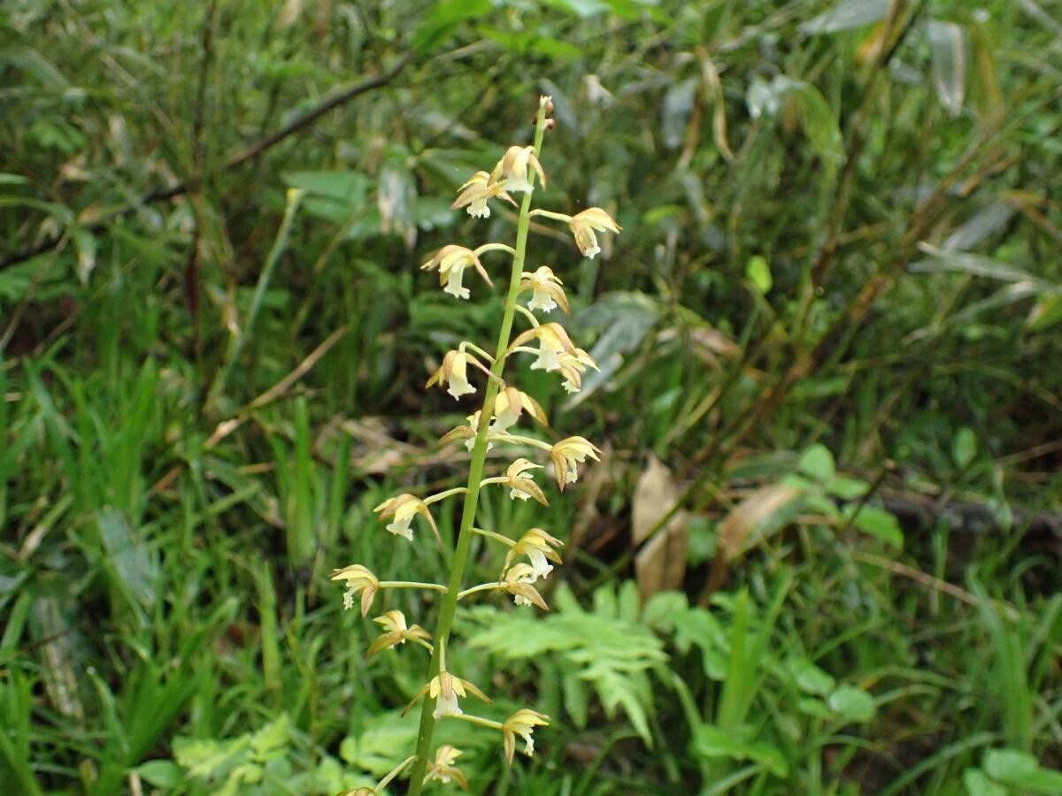 戸隠 / kumomaさんの高妻山・戸隠山の活動データ | YAMAP / ヤマップ