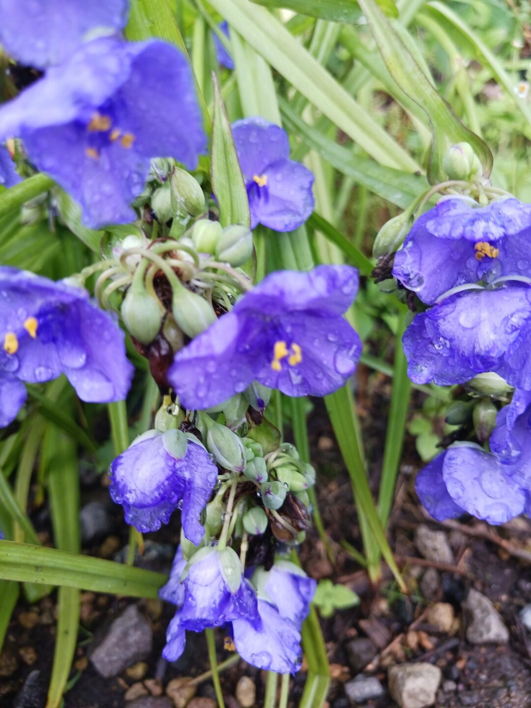 くじゅうに行ったけど嵐だったので野草園さ... / hiroyoさんのモーメント | YAMAP / ヤマップ