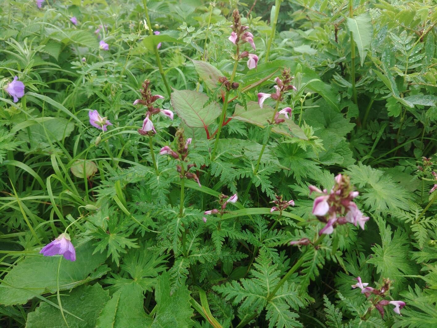 御来光とお花畑と激藪漕ぎと温泉の登山 / shu-5さんの白山・別山・銚子ヶ峰の活動データ | YAMAP / ヤマップ