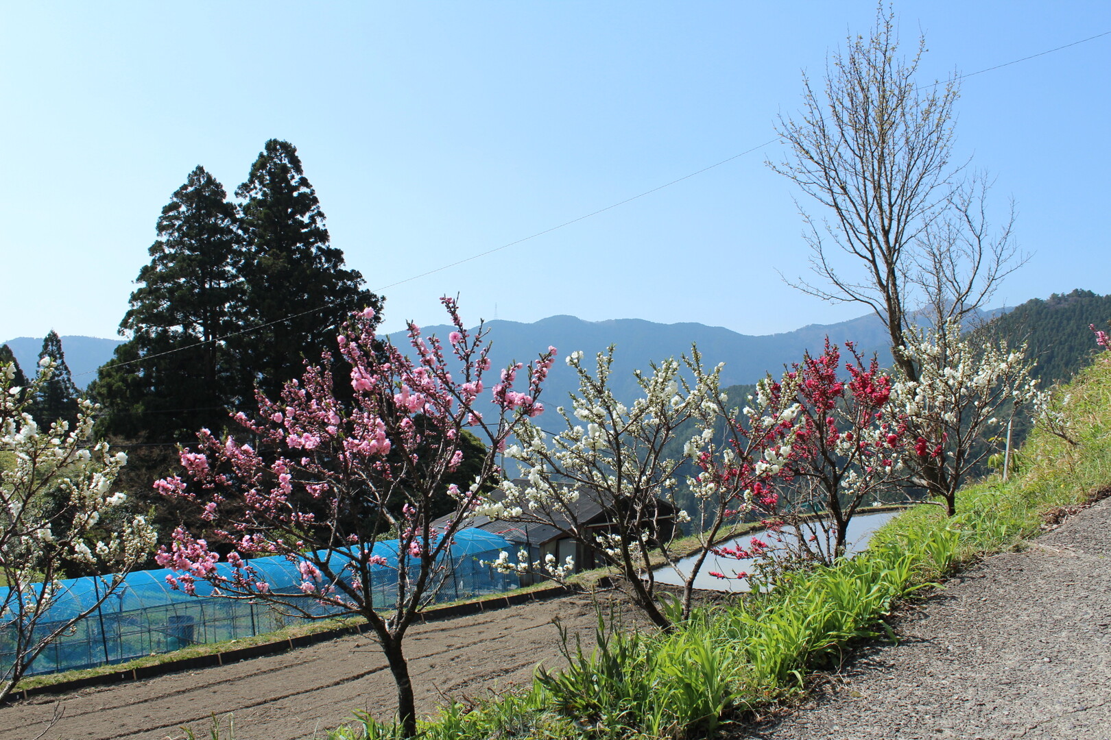 北側の駐車場が生む新たなバリエーション / 美食忍者さんの山犬嶽の活動データ | YAMAP / ヤマップ