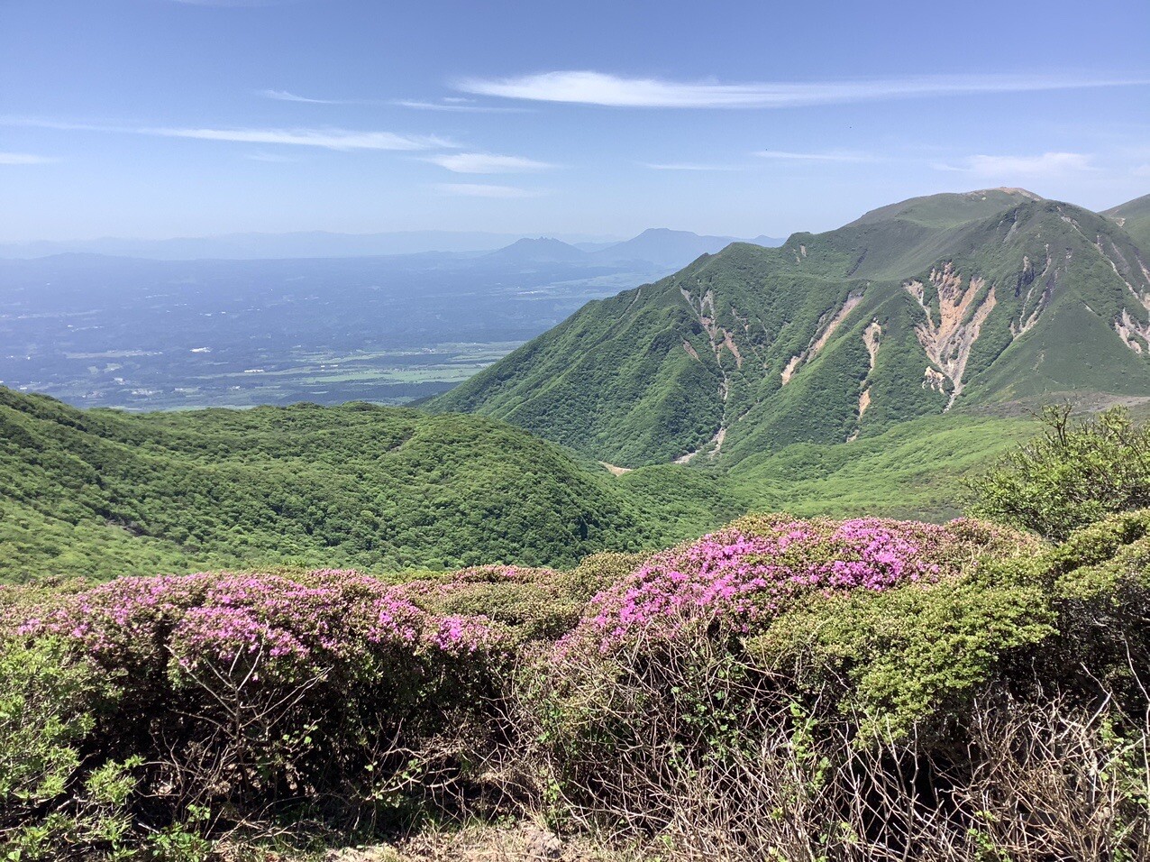 ミヤマキリシマ追っかけ第五弾 北大船山・大船山 / kubb_manさんの九重山（久住山）・大船山・星生山の活動データ | YAMAP / ヤマップ