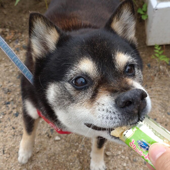 tomozoのページ | YAMAP / ヤマップ