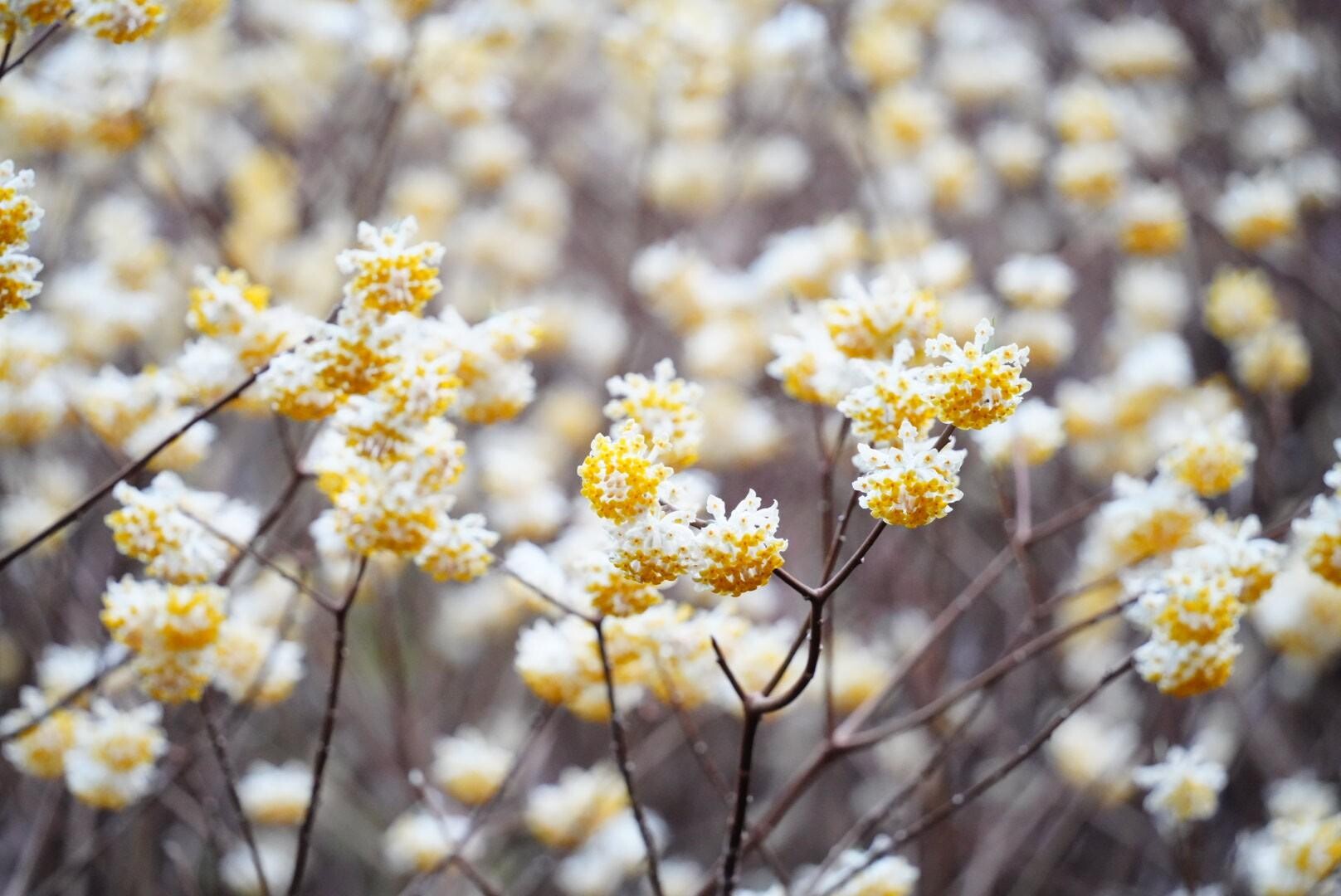 梅田・屋敷山からのホームアヅマ Wt+12kg / ta2さんの鳴神山・吾妻山の活動データ | YAMAP / ヤマップ