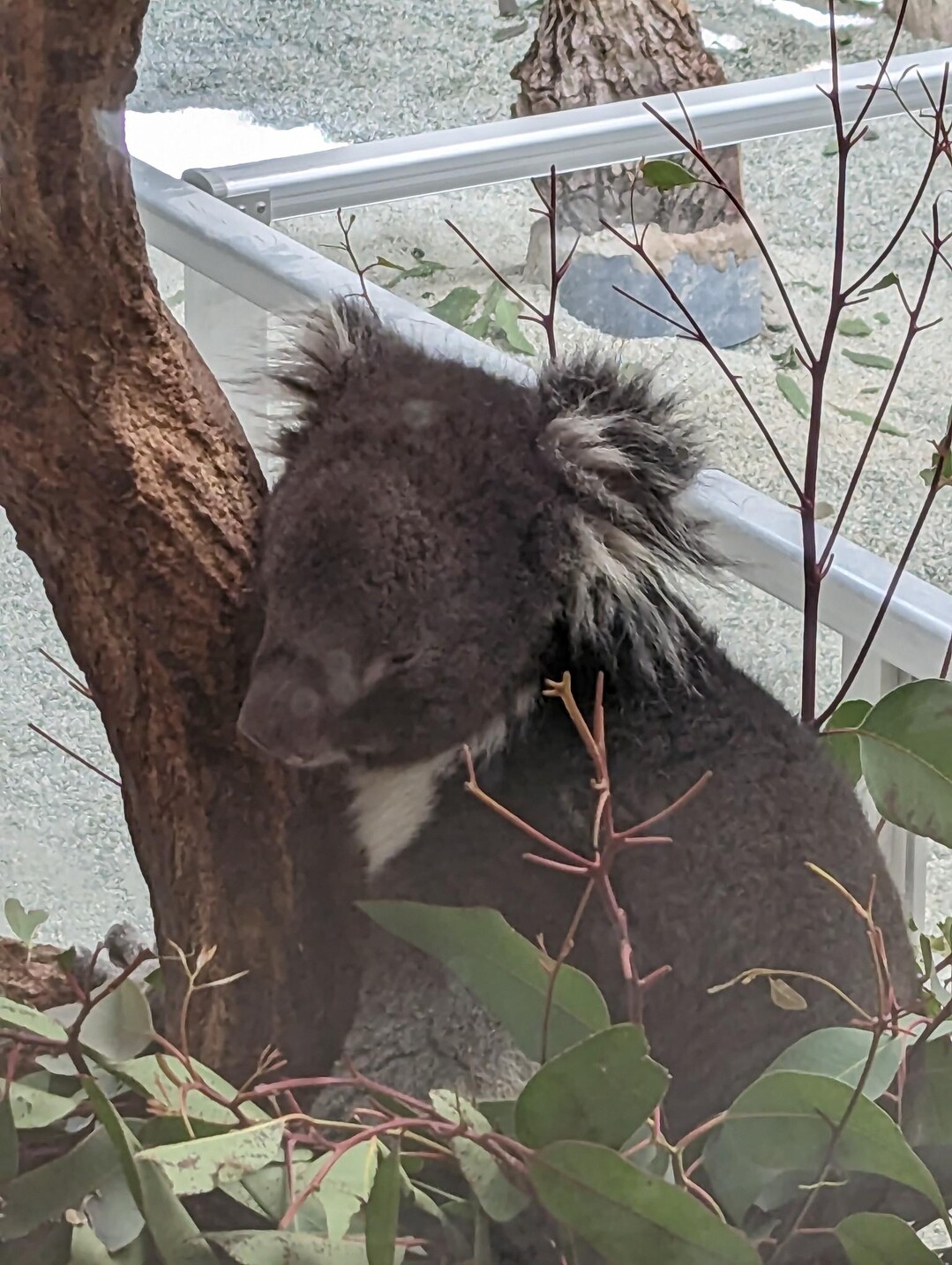 koala bearのページ | YAMAP / ヤマップ