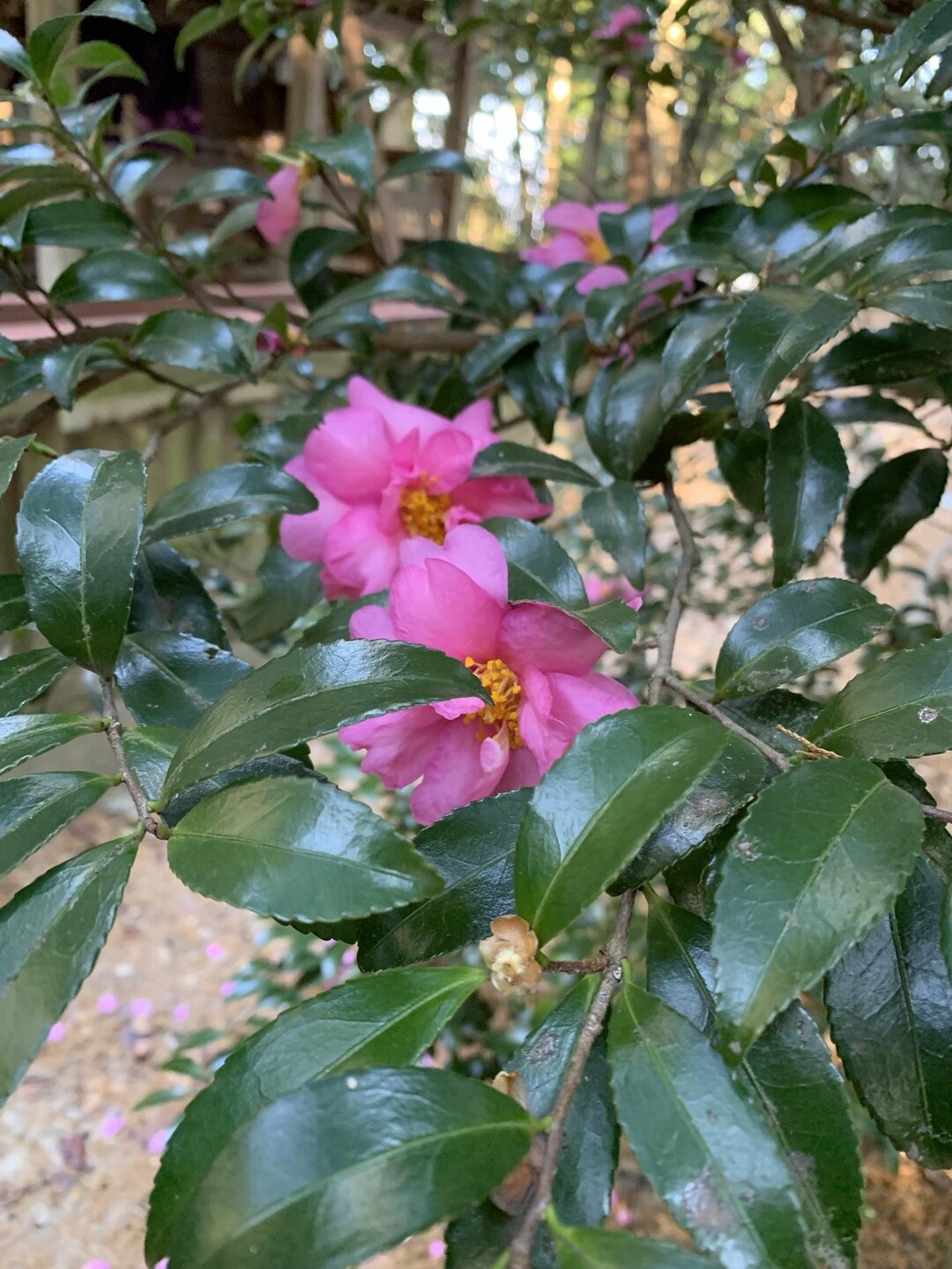 書写山 / YMO.Kさんの書写山・伊勢山・とんがり山の活動データ | YAMAP / ヤマップ