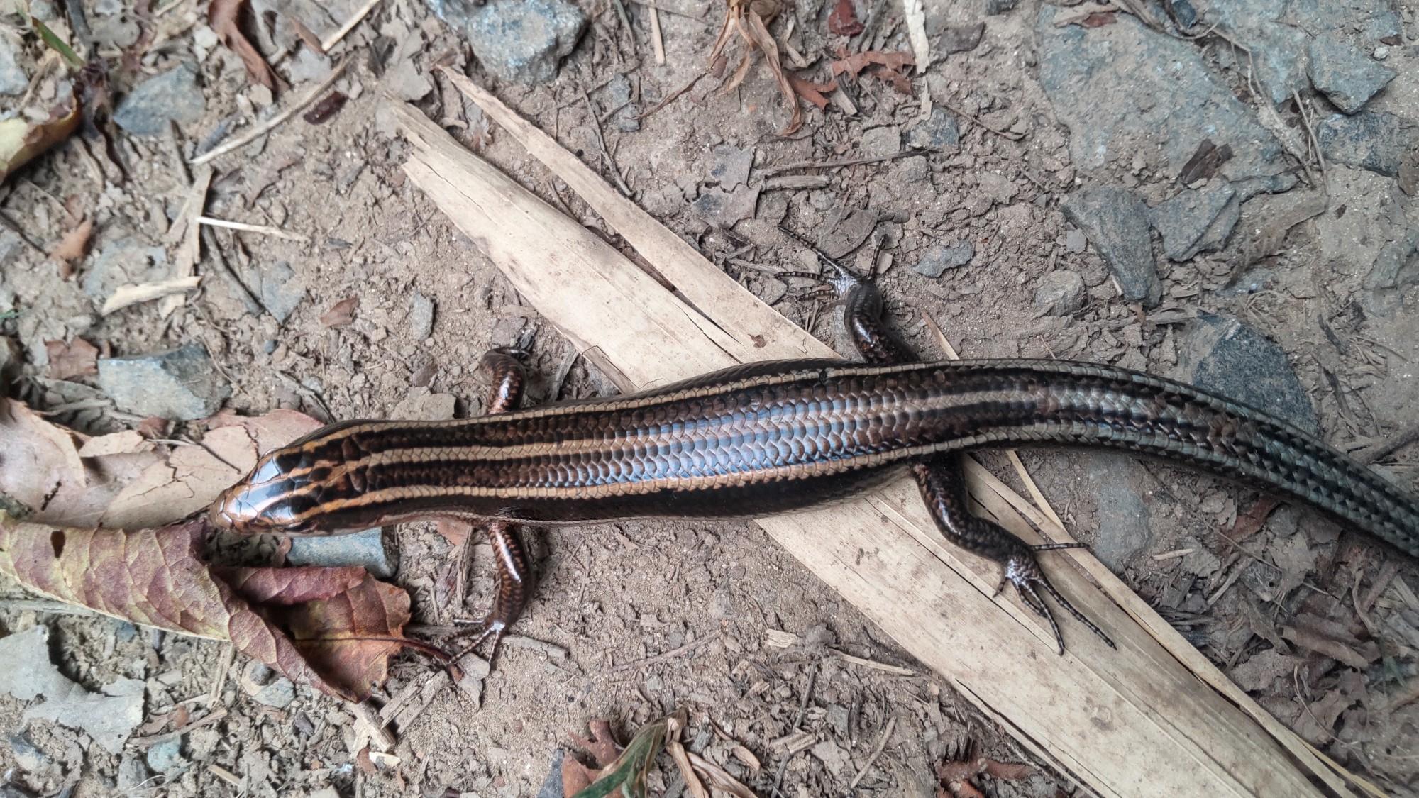 84 文殊山 https://tabi... / てんぐのこさんのモーメント | YAMAP / ヤマップ