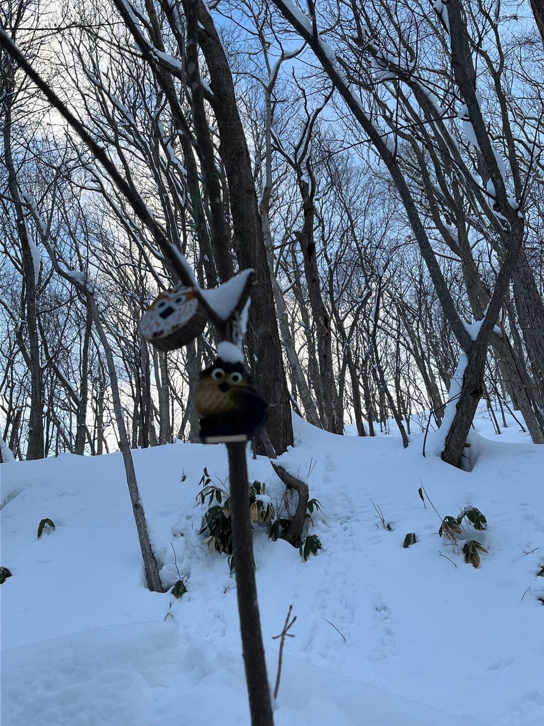 三角山・大倉山 / muraさんの三角山・大倉山・円山の活動データ | YAMAP / ヤマップ