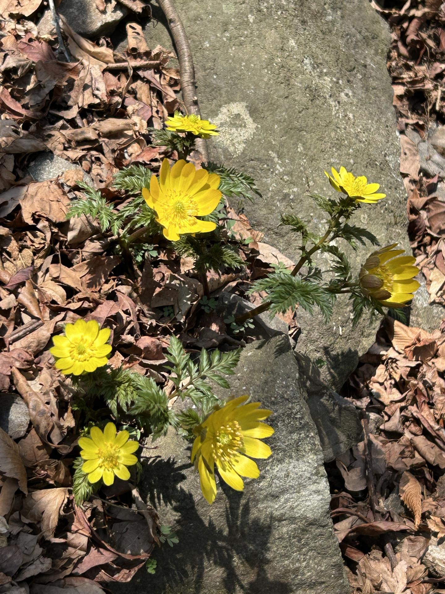 入道ヶ岳 / chiekoさんの入道ヶ岳・鎌ヶ岳・仙ヶ岳の活動日記 | YAMAP / ヤマップ