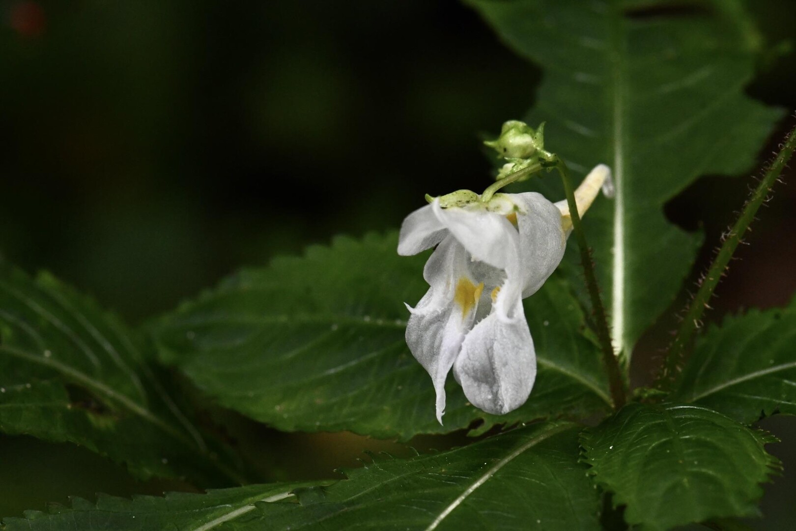 22.10.03 高尾山 日影林道から... / TAKKUNさんのモーメント | YAMAP / ヤマップ