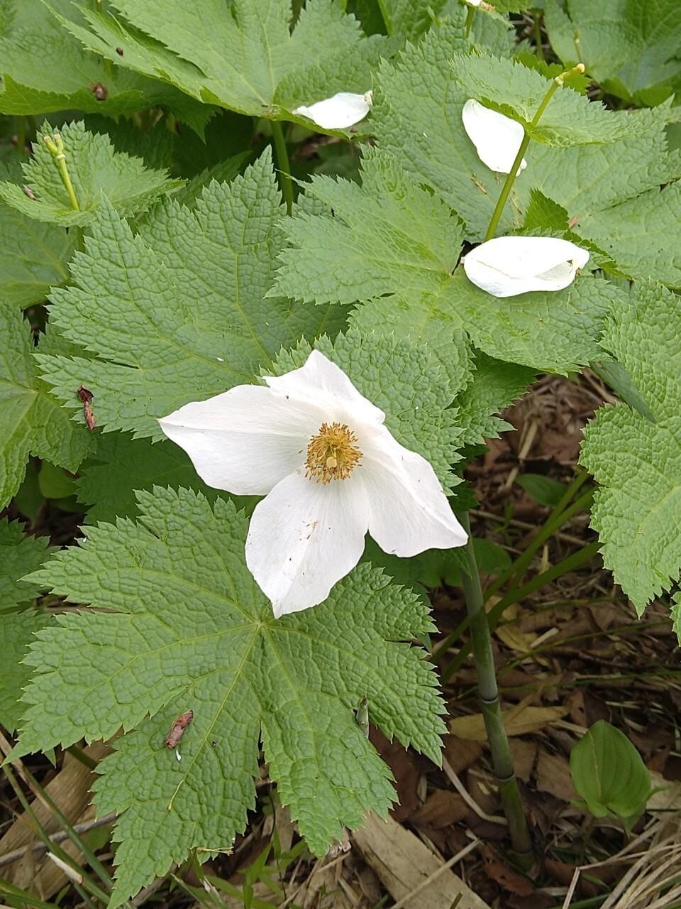 前紋別岳・伊達紋別岳 r5.5.28 / ミーさんさんの伊達紋別岳の活動データ | YAMAP / ヤマップ