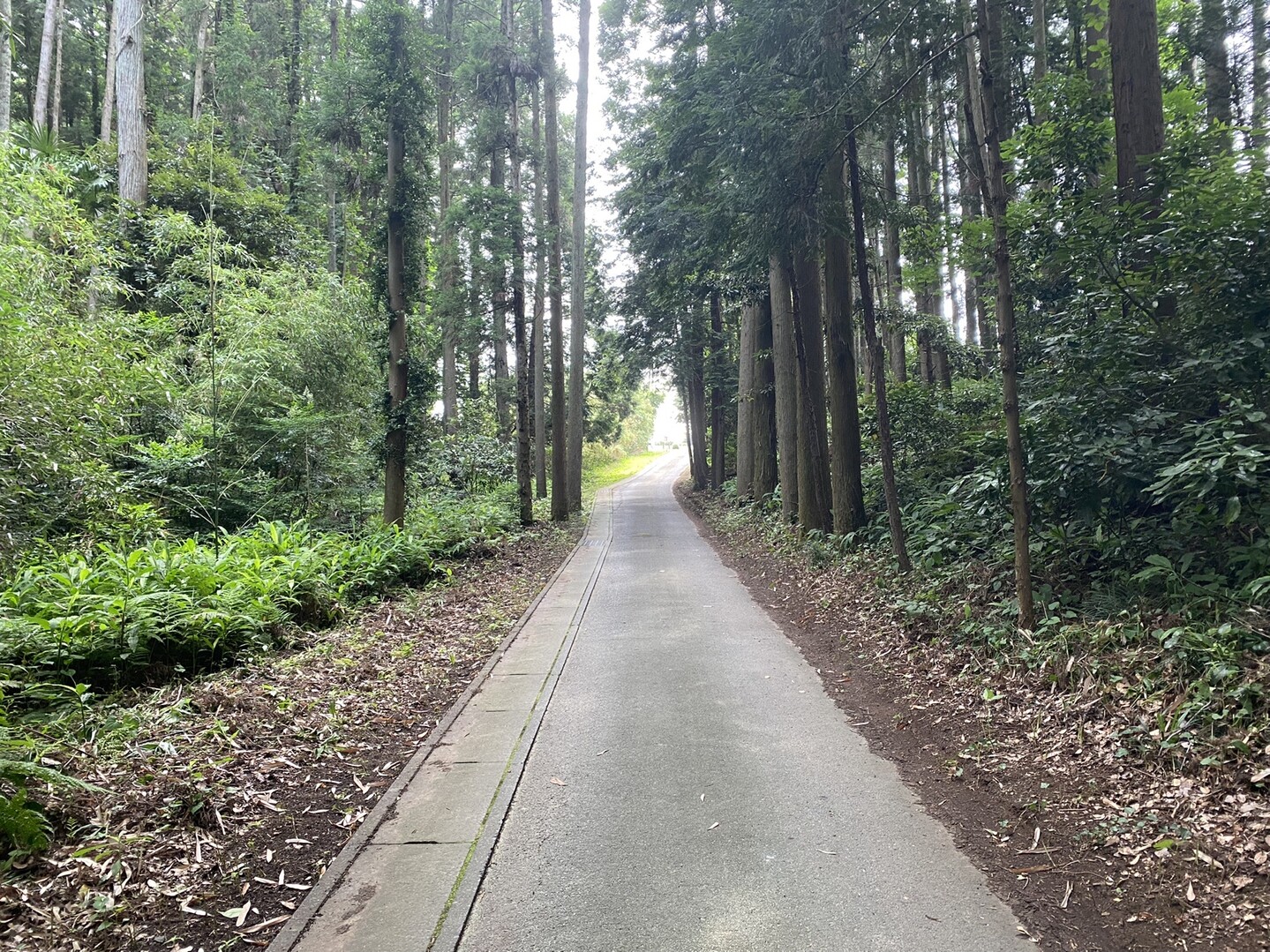 村内ノルディック / Bull&Umiさんのウォーキングの活動データ | YAMAP / ヤマップ