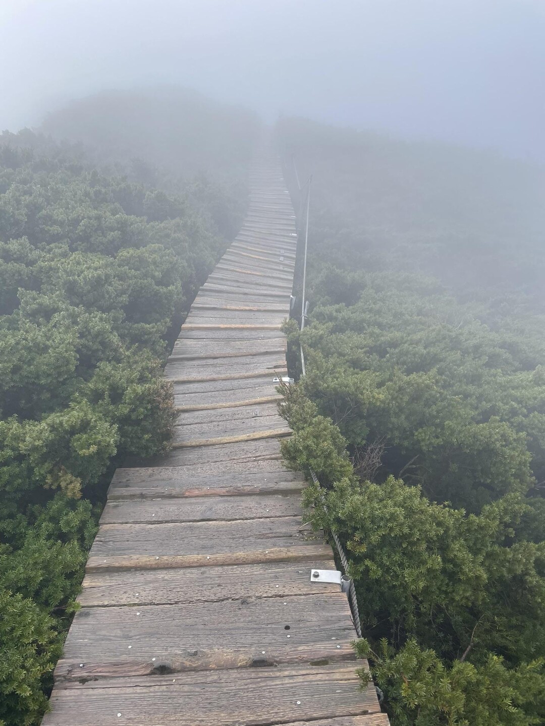 大山（弥山） / 3連続OBさんの大山・甲ヶ山・野田ヶ山の活動データ | YAMAP / ヤマップ