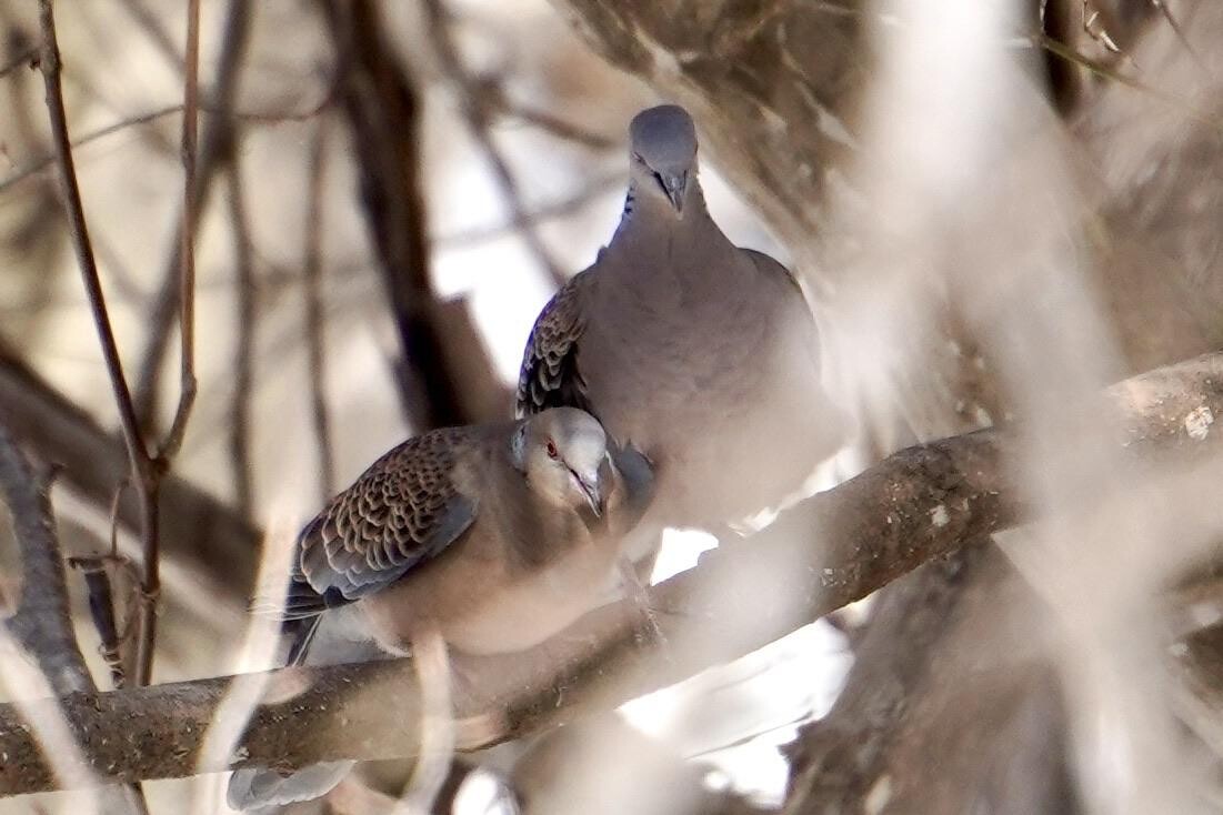 今週の野鳥🐦 3/31(日)〜4/5(... / yosi＆ryoさんのモーメント | YAMAP / ヤマップ