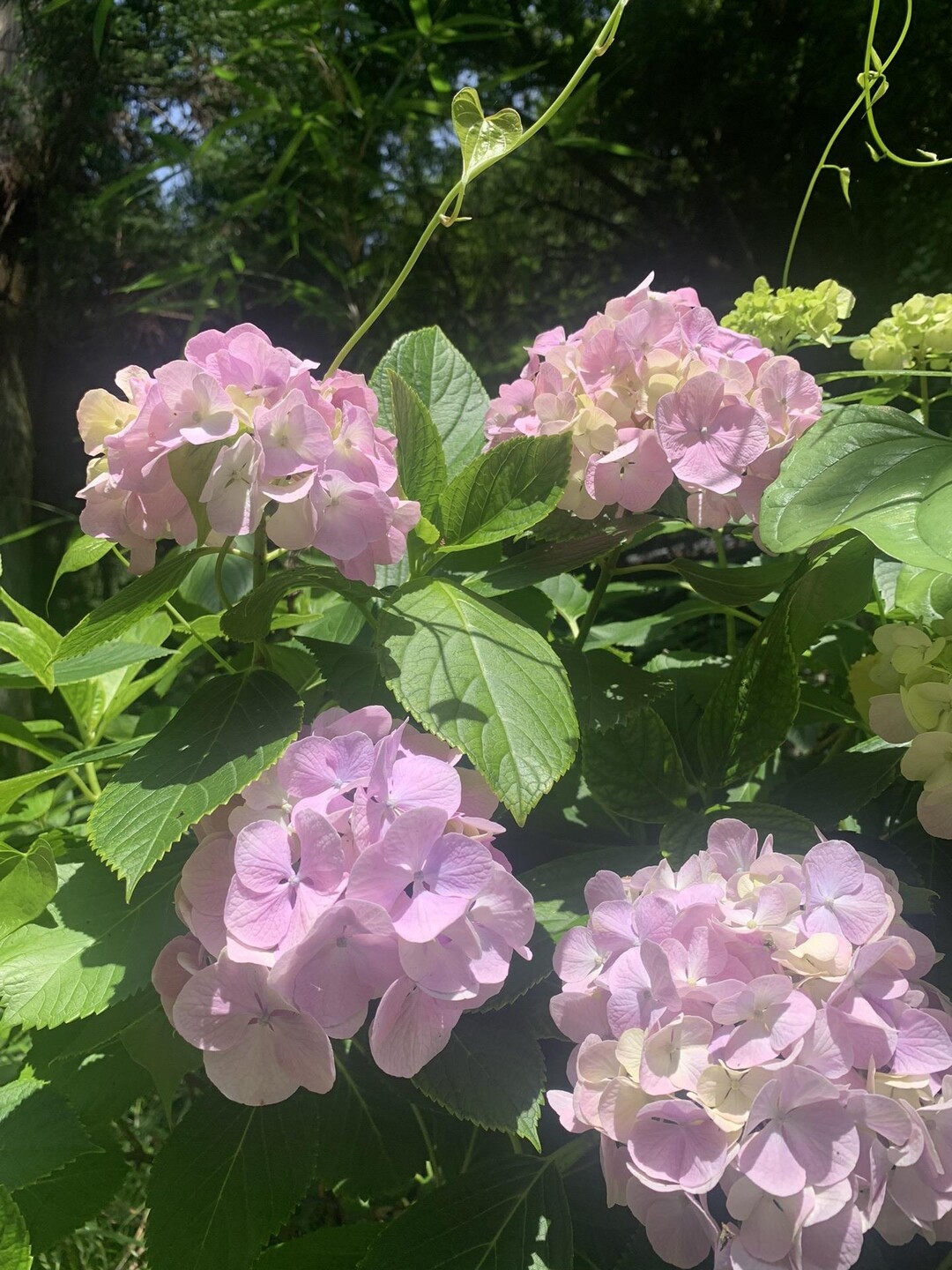 太平山 / monaさんの太平山・晃石山・唐沢山の活動データ | YAMAP / ヤマップ