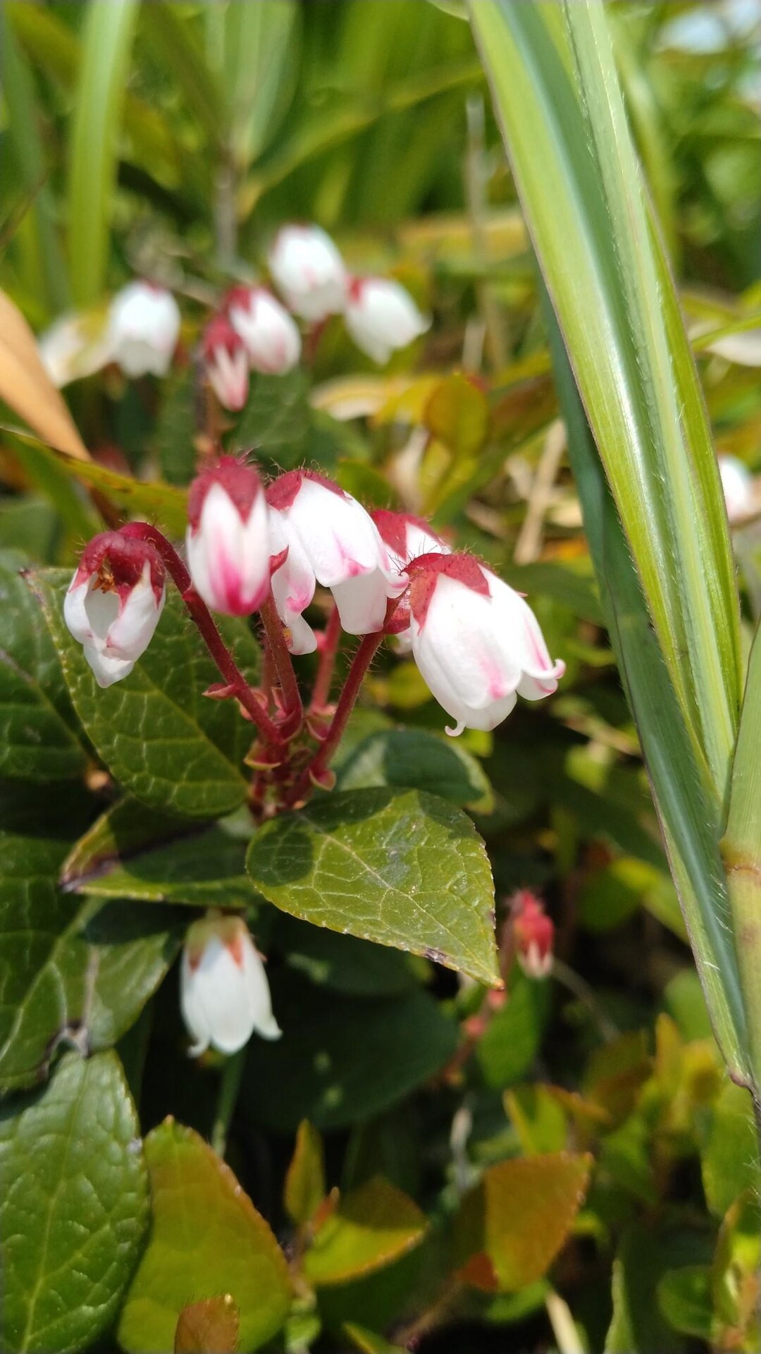 尻別岳・オマケの橇負山 / masaさんの尻別岳の活動データ | YAMAP / ヤマップ