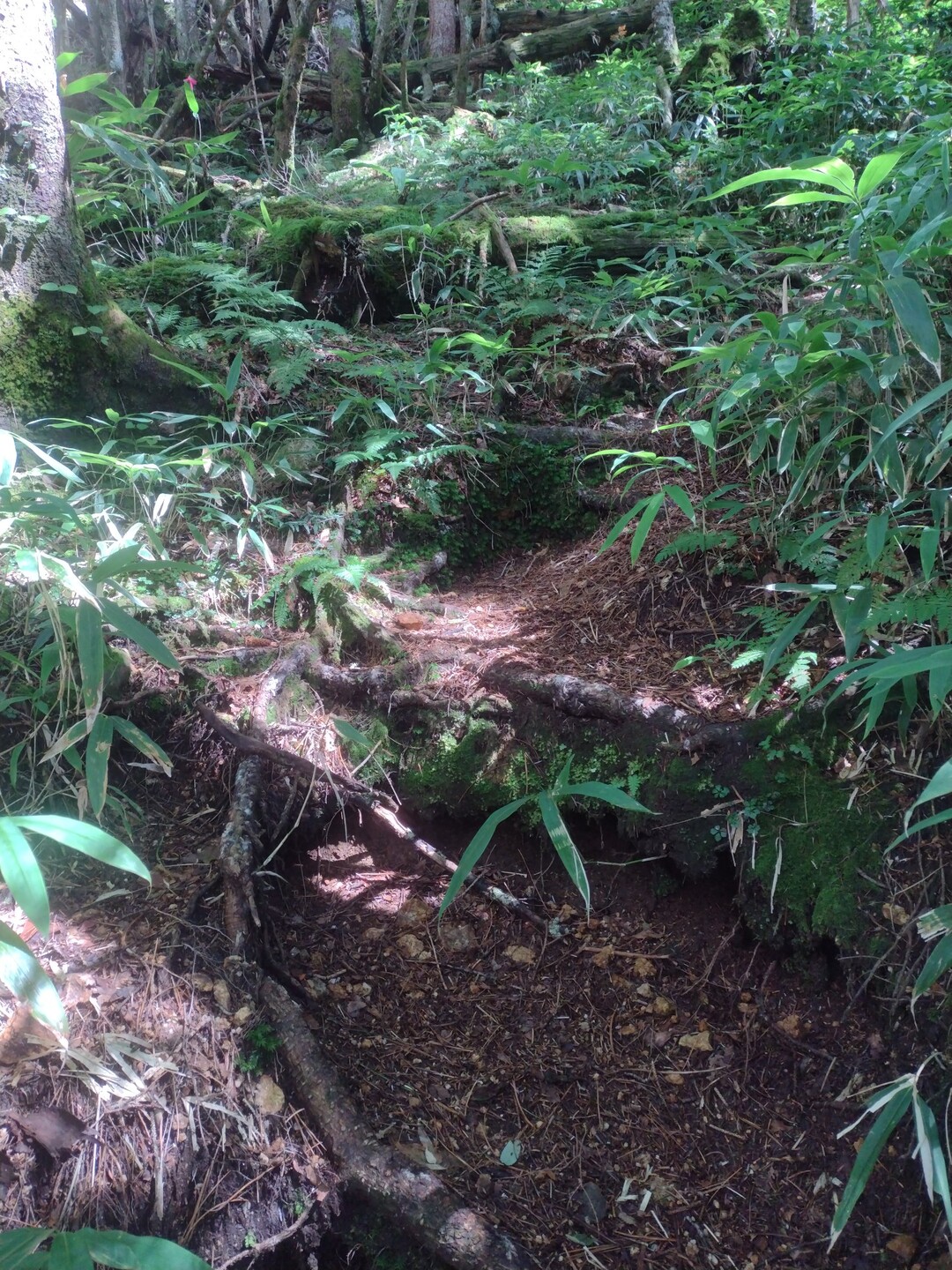 sin-yaさんの投稿したフィールドメモ | YAMAP / ヤマップ