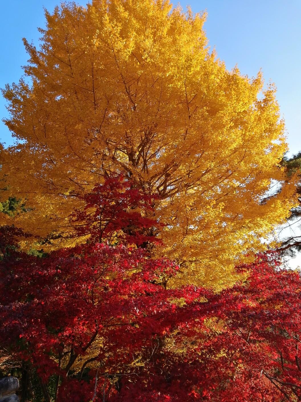 ラスト紅葉🍁大山 / ellena15さんの大山の活動データ | YAMAP / ヤマップ