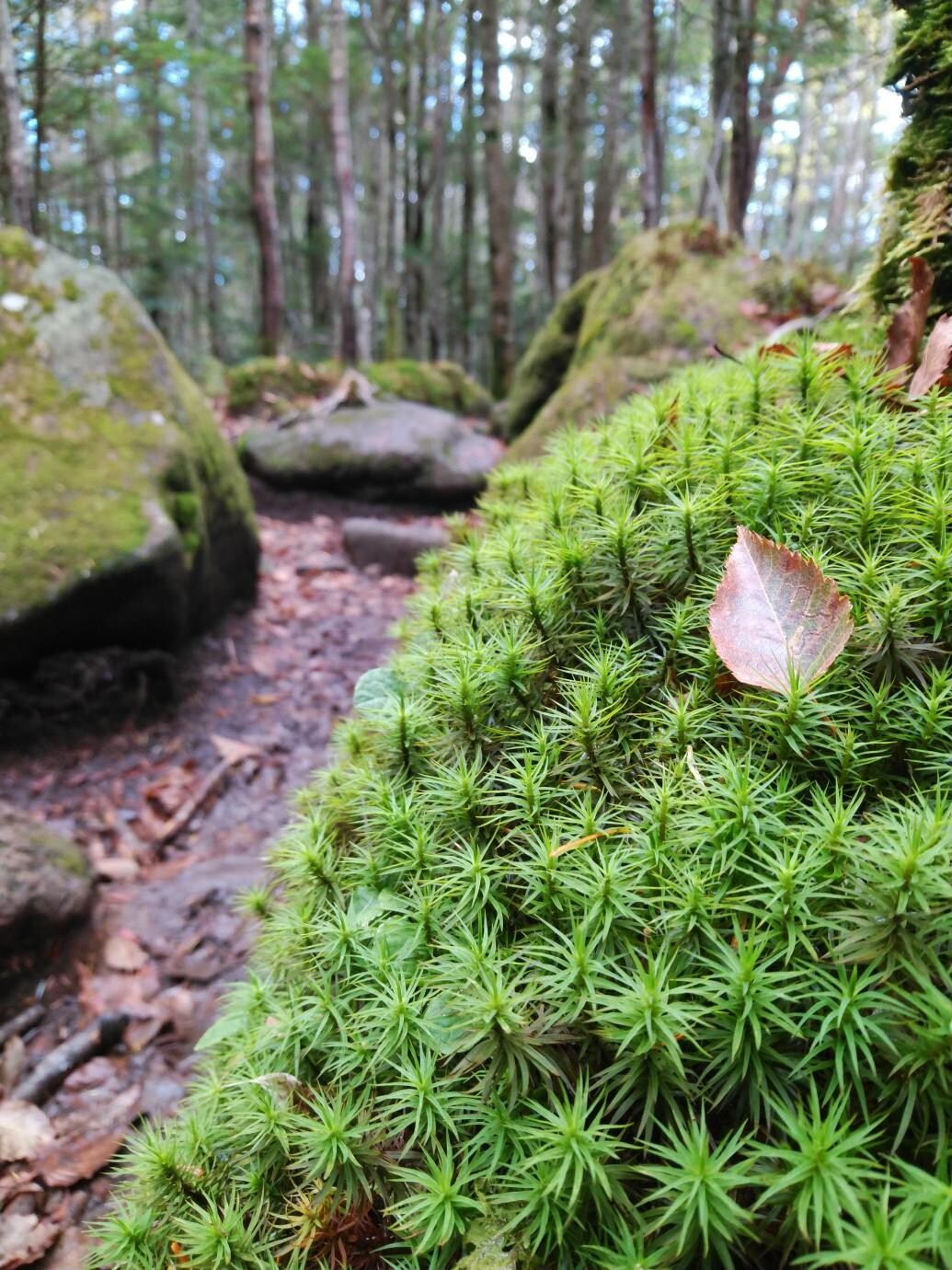 前掛山・蓼科山 / macoさんの蓼科山・横岳・縞枯山の活動データ | YAMAP / ヤマップ