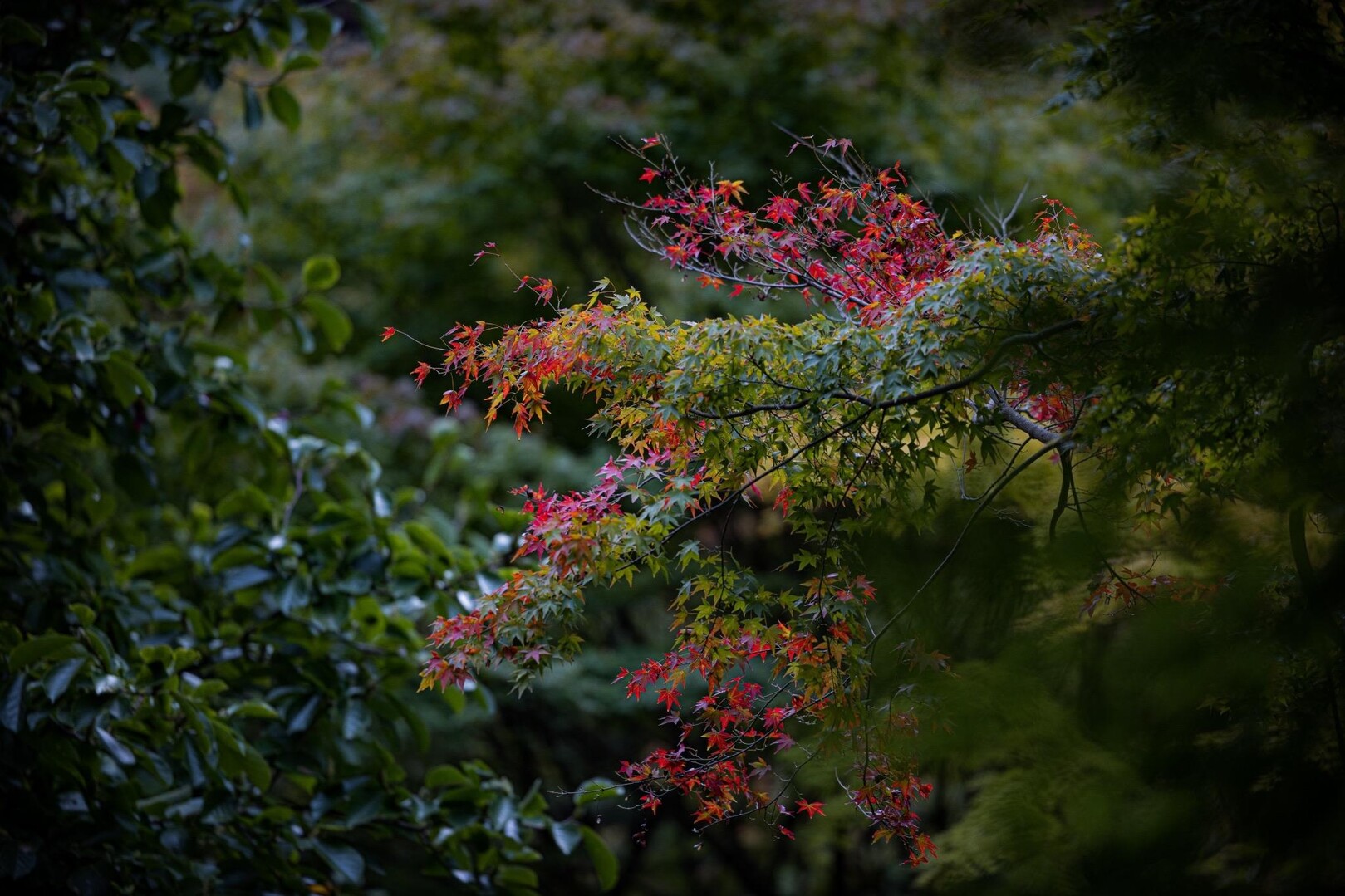 紅葉を探しに英彦山神宮⛩ / Koki・Fさんの英彦山の活動データ | YAMAP / ヤマップ