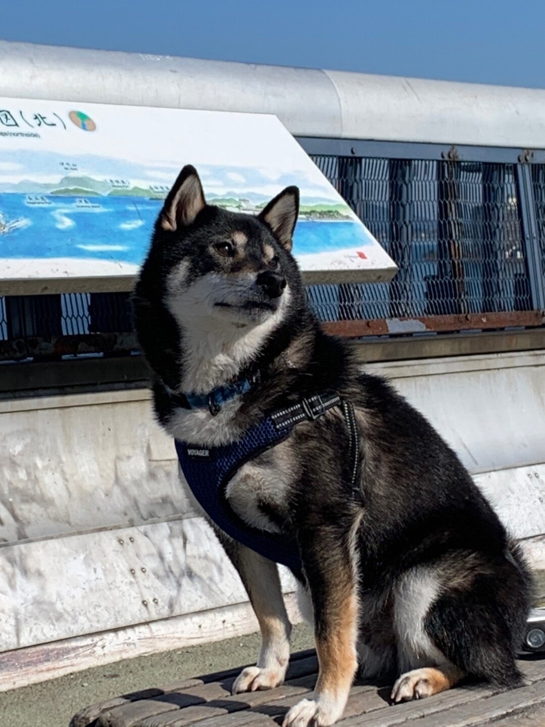 琵琶湖大橋でノルディックウォーキング 片... / Corchanさんのモーメント | YAMAP / ヤマップ