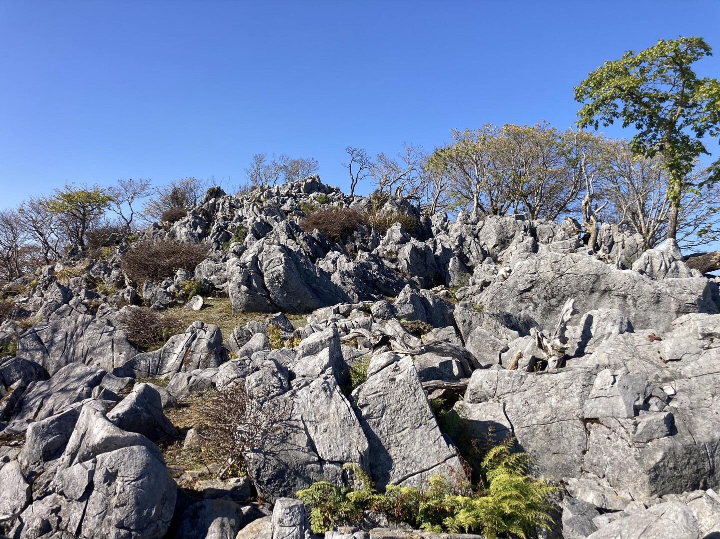 藤原岳 孫太尾根コース / t_konさんの藤原岳・御池岳の活動データ | YAMAP / ヤマップ