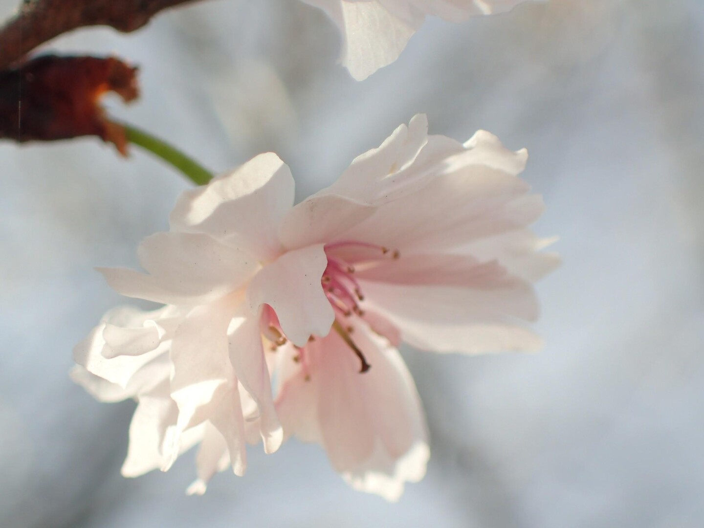 12/2(土) 西方ふれあい公園 大イチ... / METAL-渓山さんのモーメント | YAMAP / ヤマップ