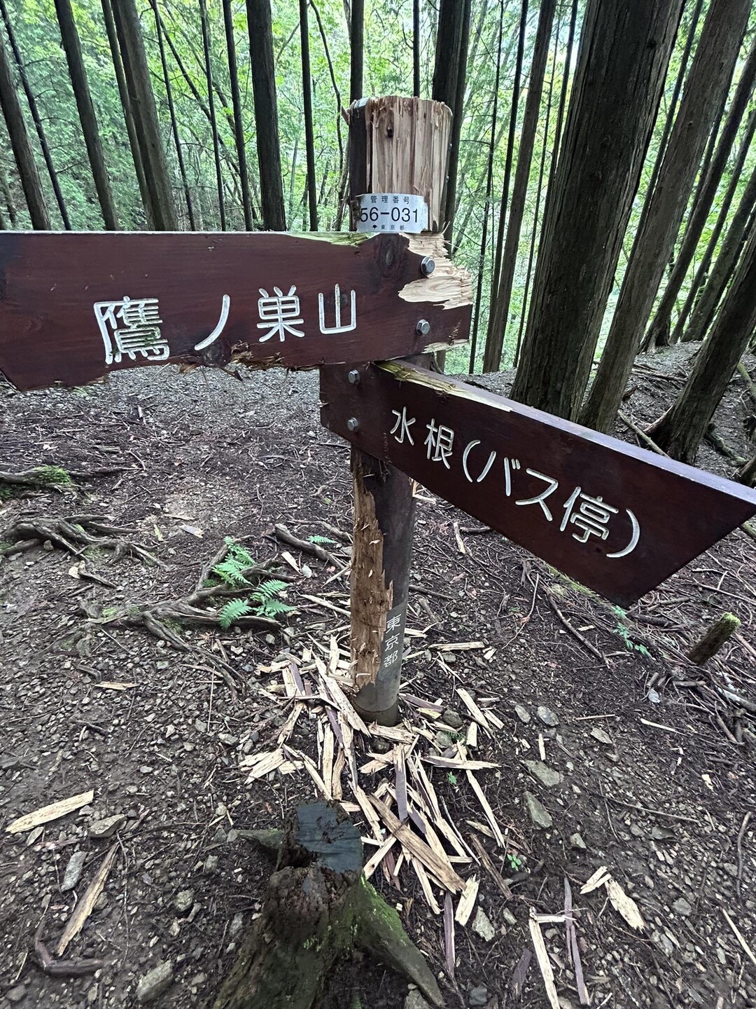 鷹ノ巣山 / MC HIROさんの雲取山・鷹ノ巣山・七ツ石山の活動データ | YAMAP / ヤマップ