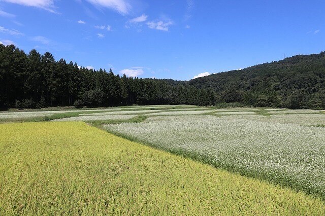 安曇野散歩〜大王わさび農場・八面大王の足湯-2020-09-10 / mochaさんのウォーキングの活動データ | YAMAP / ヤマップ