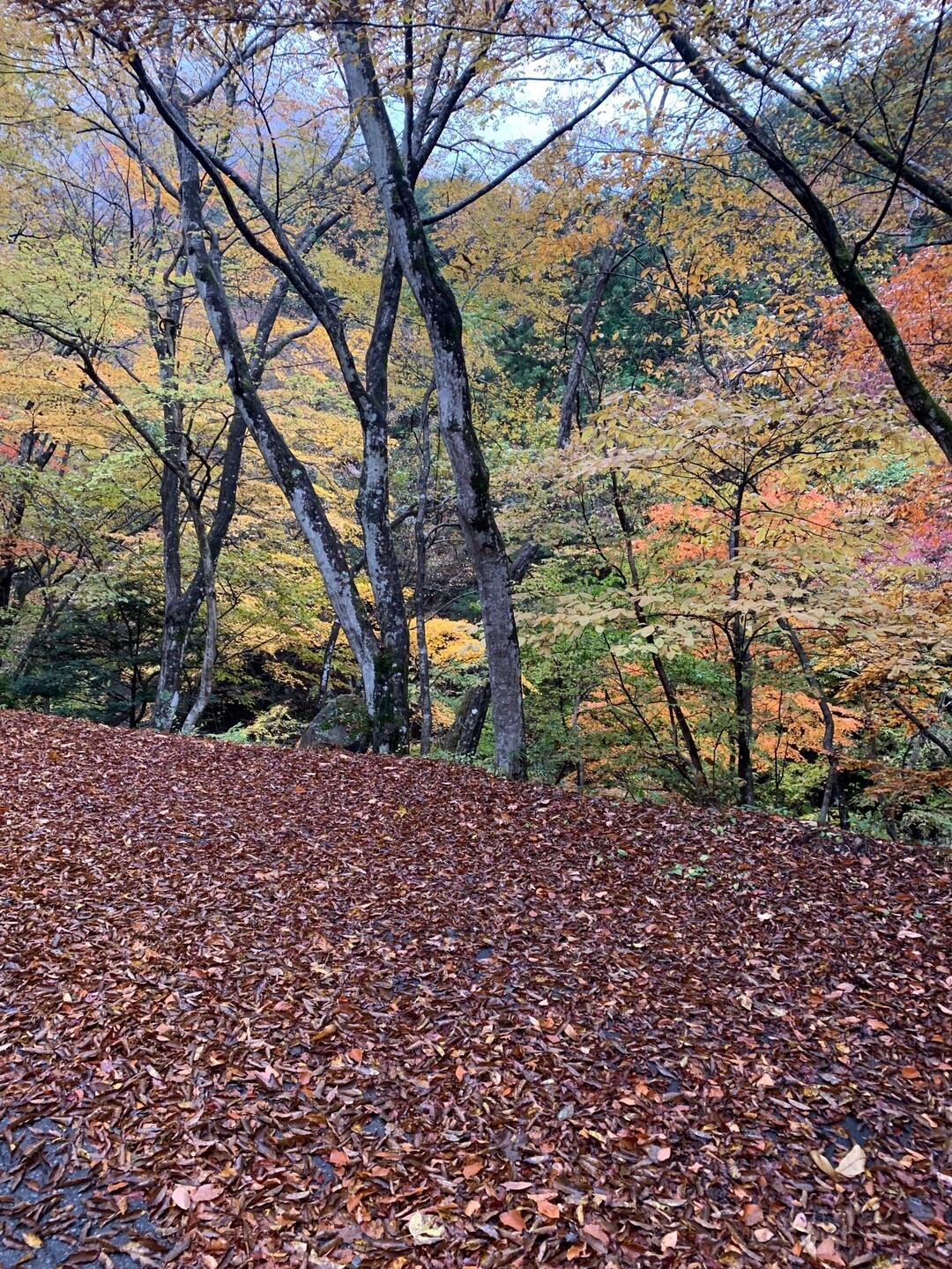 雁ヶ腹摺山・大樺ノ頭・栂尾根ノ頭・泣坂ノ頭・大峰・西沢ノ頭・水無山 / i-joyさんの雁ヶ腹摺山・岩殿山の活動データ | YAMAP / ヤマップ