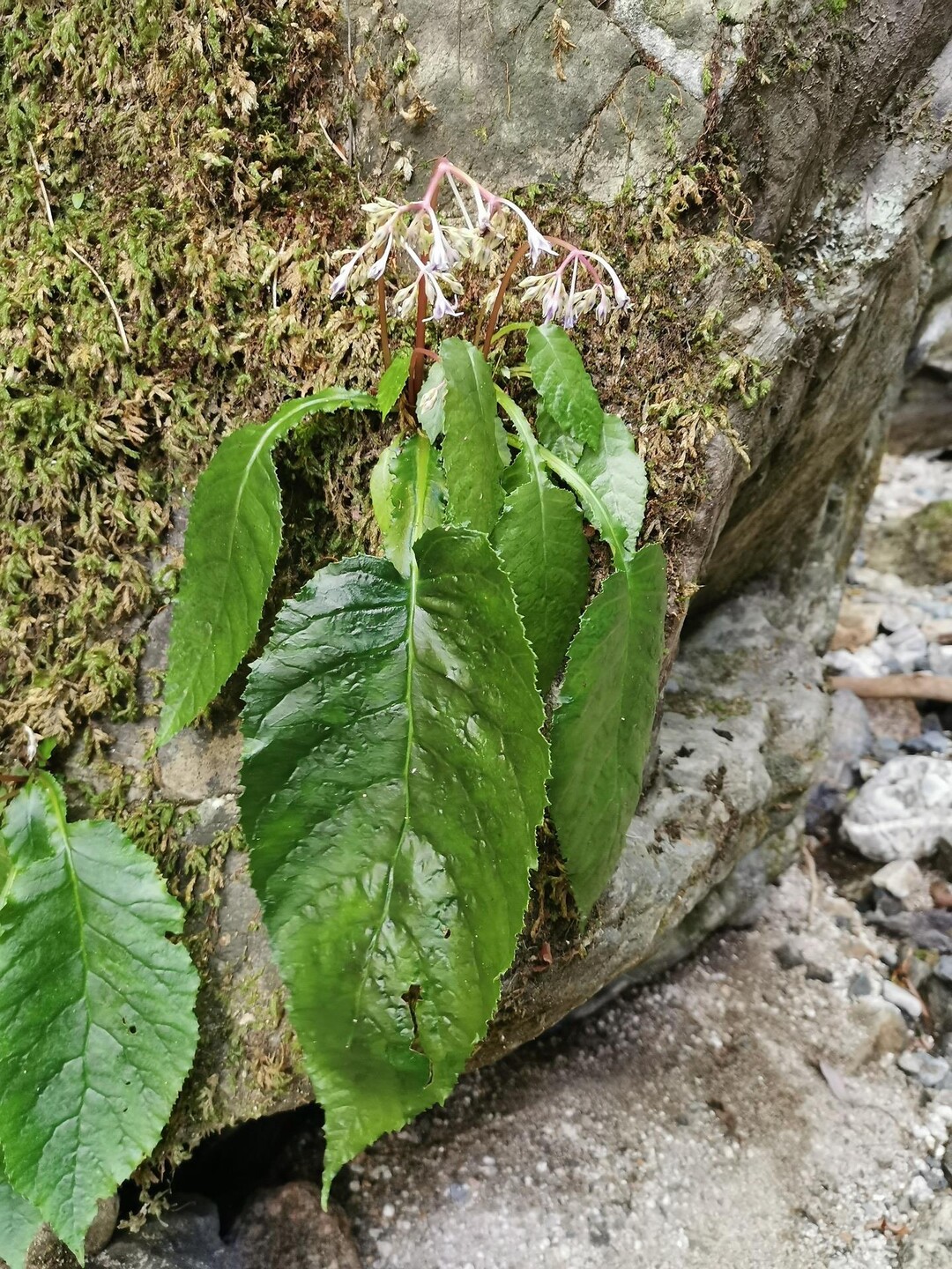 比良山地・武奈ヶ岳・釈迦岳-2021-07-24 / MasaKINGさんの比良山地・武奈ヶ岳・釈迦岳の活動データ | YAMAP / ヤマップ